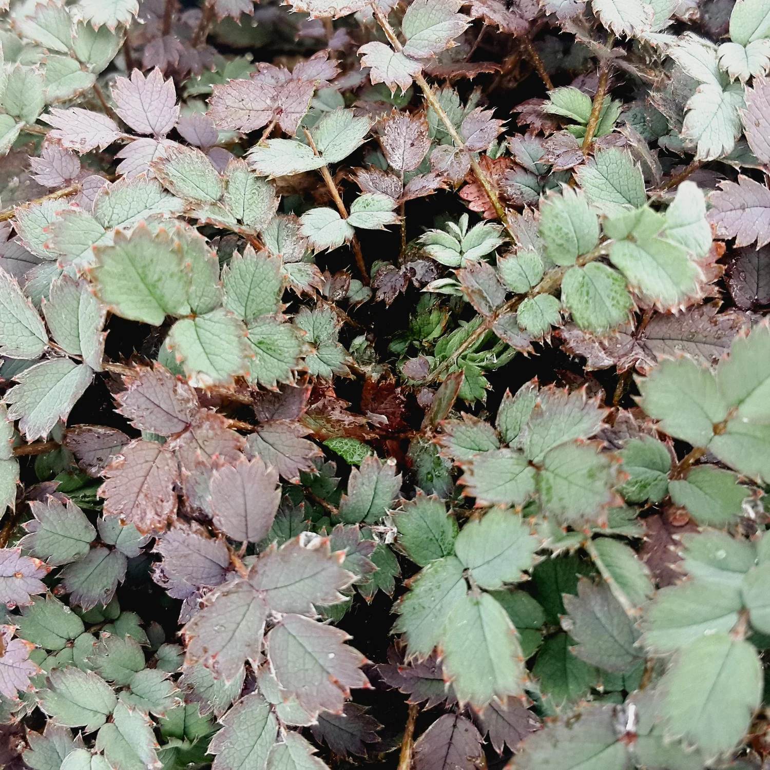 Coprosma 'Kirkii variegata' — Naturally Native New Zealand Plants (2013 ...