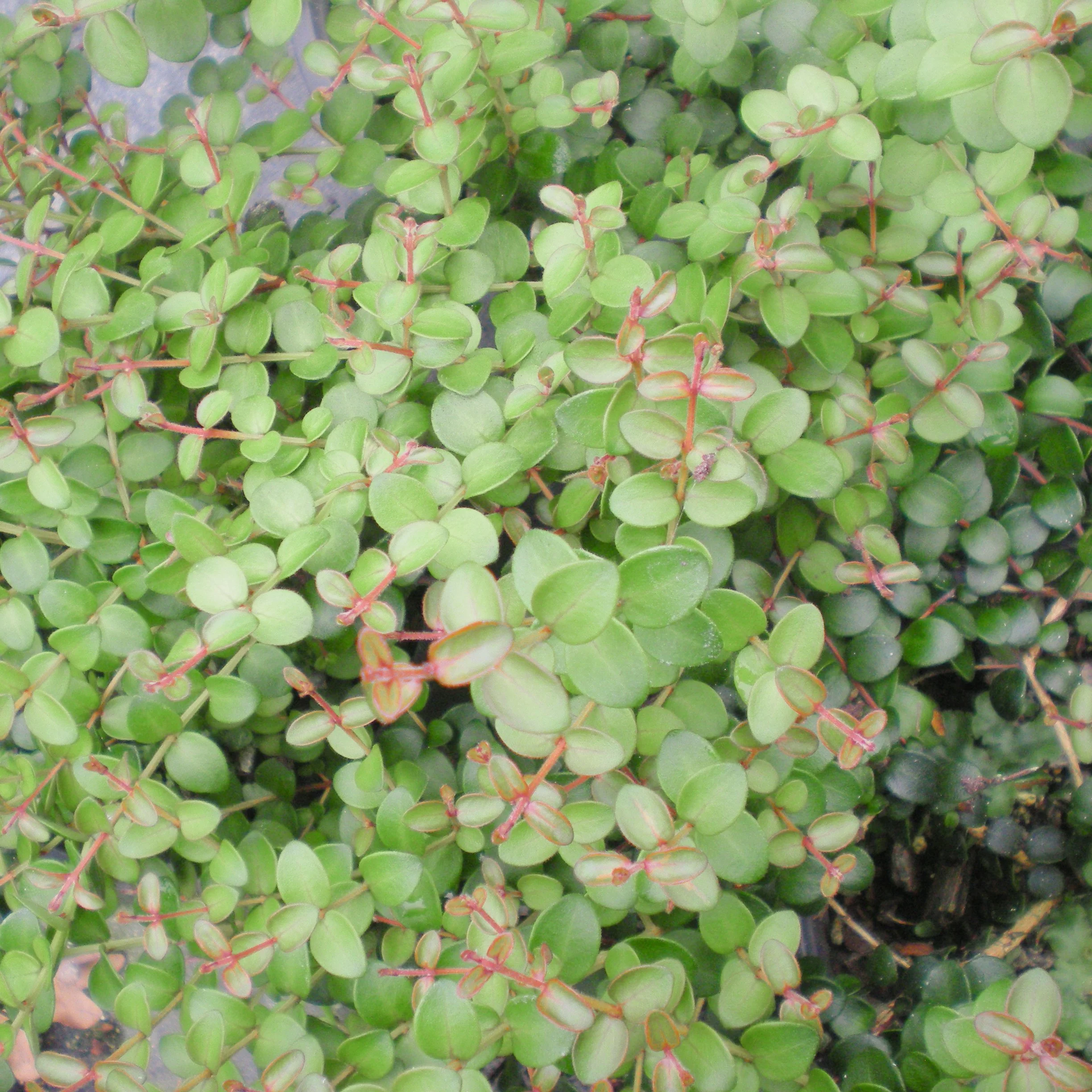 Metrosideros carminea — Naturally Native New Zealand Plants (2013) Ltd