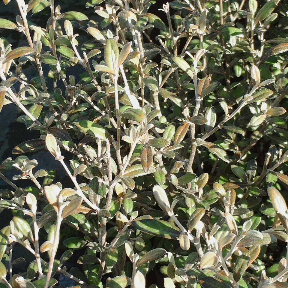 Muehlenbeckia astonii — Naturally Native New Zealand Plants (2013) Ltd