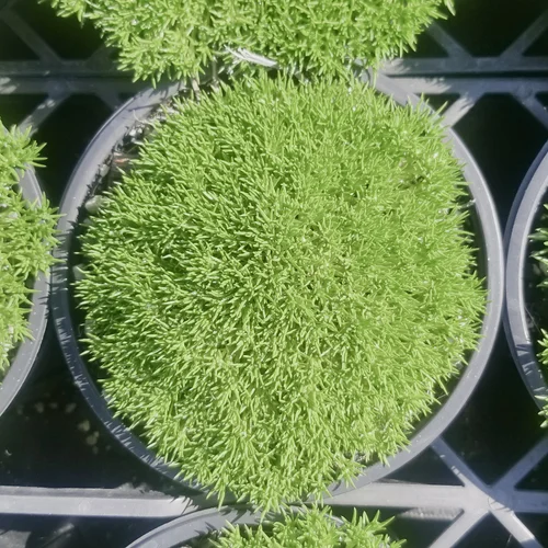 Coprosma acerosa'Red Rocks' — Naturally Native New Zealand Plants (2013 ...