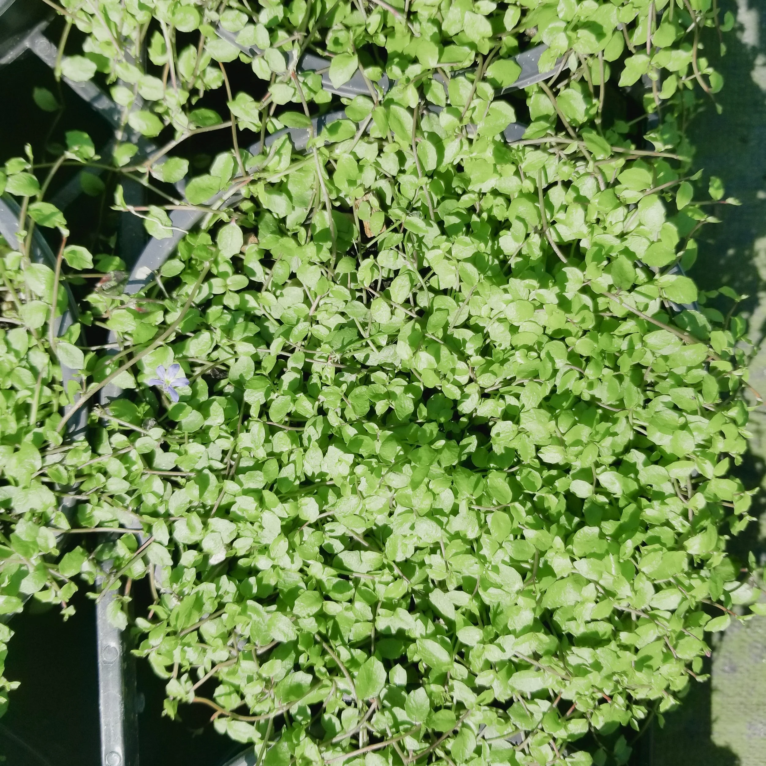 Coprosma acerosa — Naturally Native New Zealand Plants (2013) Ltd