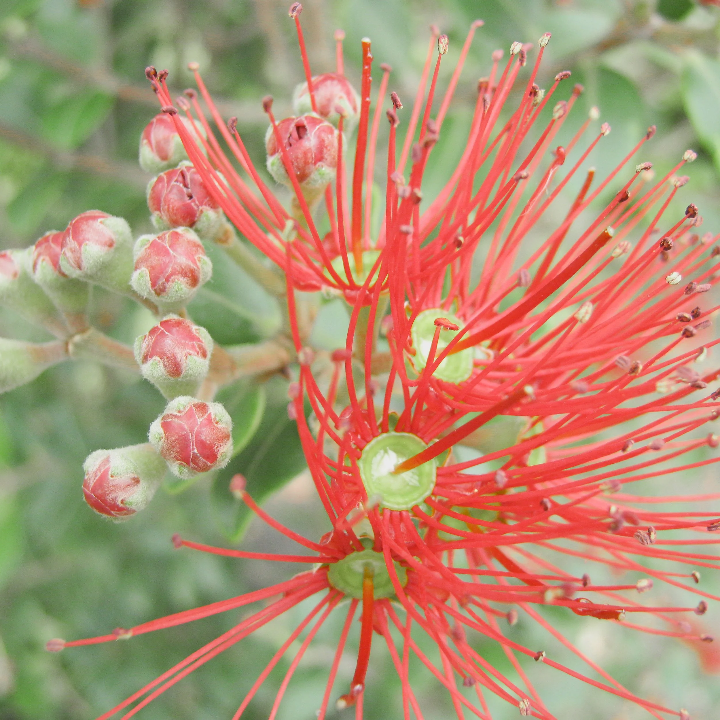 Corynocarpus laevigatus (Karaka) — Naturally Native New Zealand Plants ...