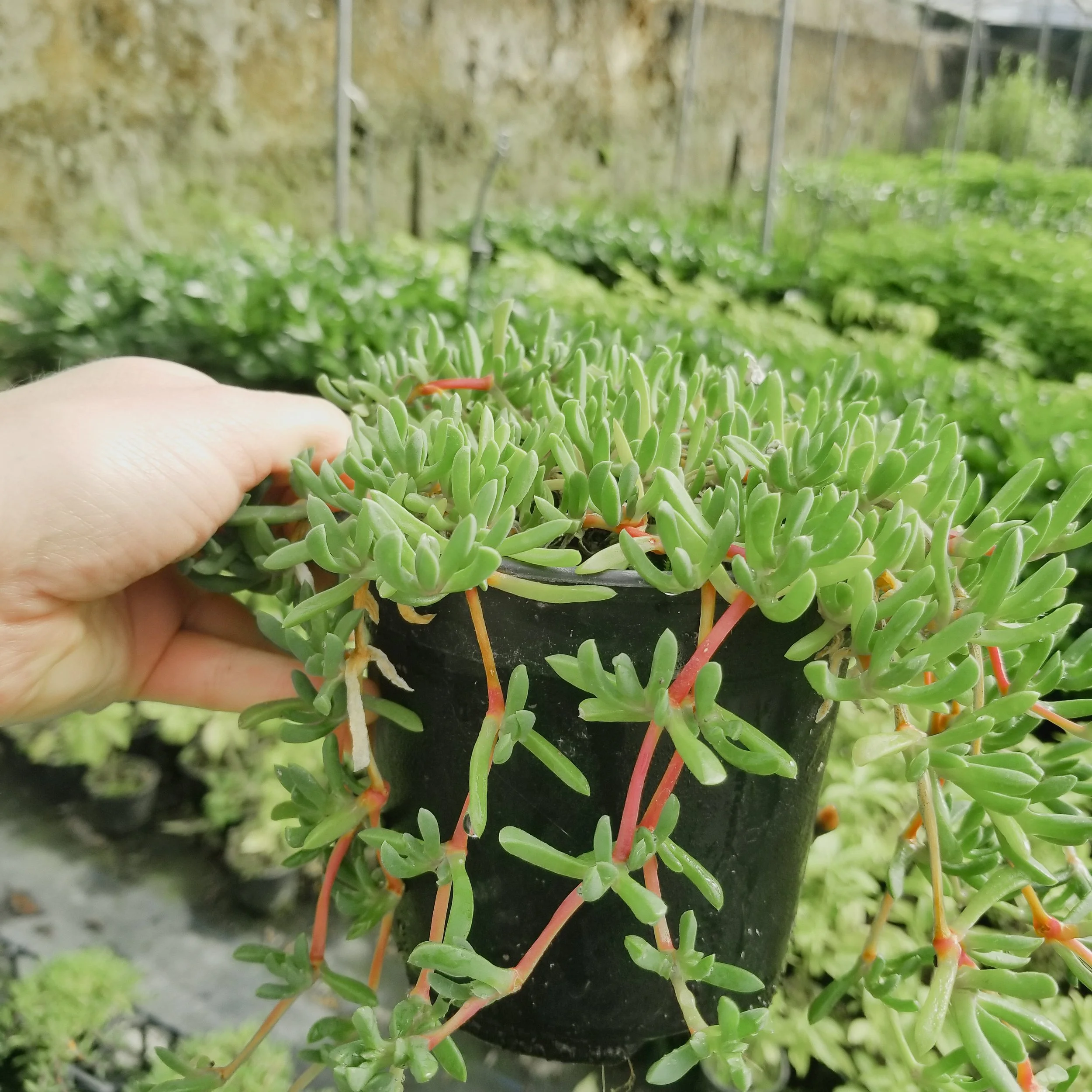 Coprosma acerosa'Red Rocks' — Naturally Native New Zealand Plants (2013 ...