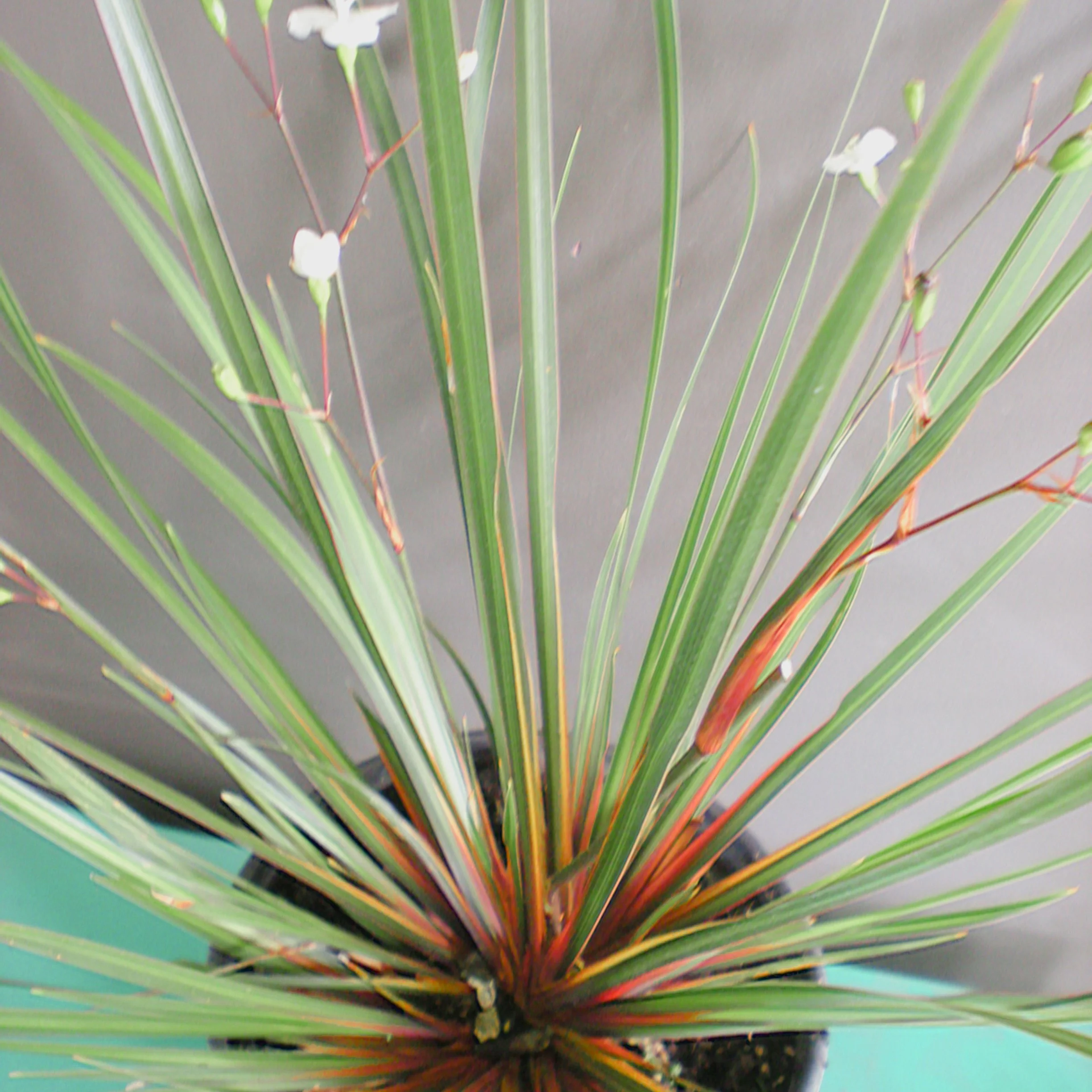 Libertia grandiflora — Naturally Native New Zealand Plants (2013) Ltd