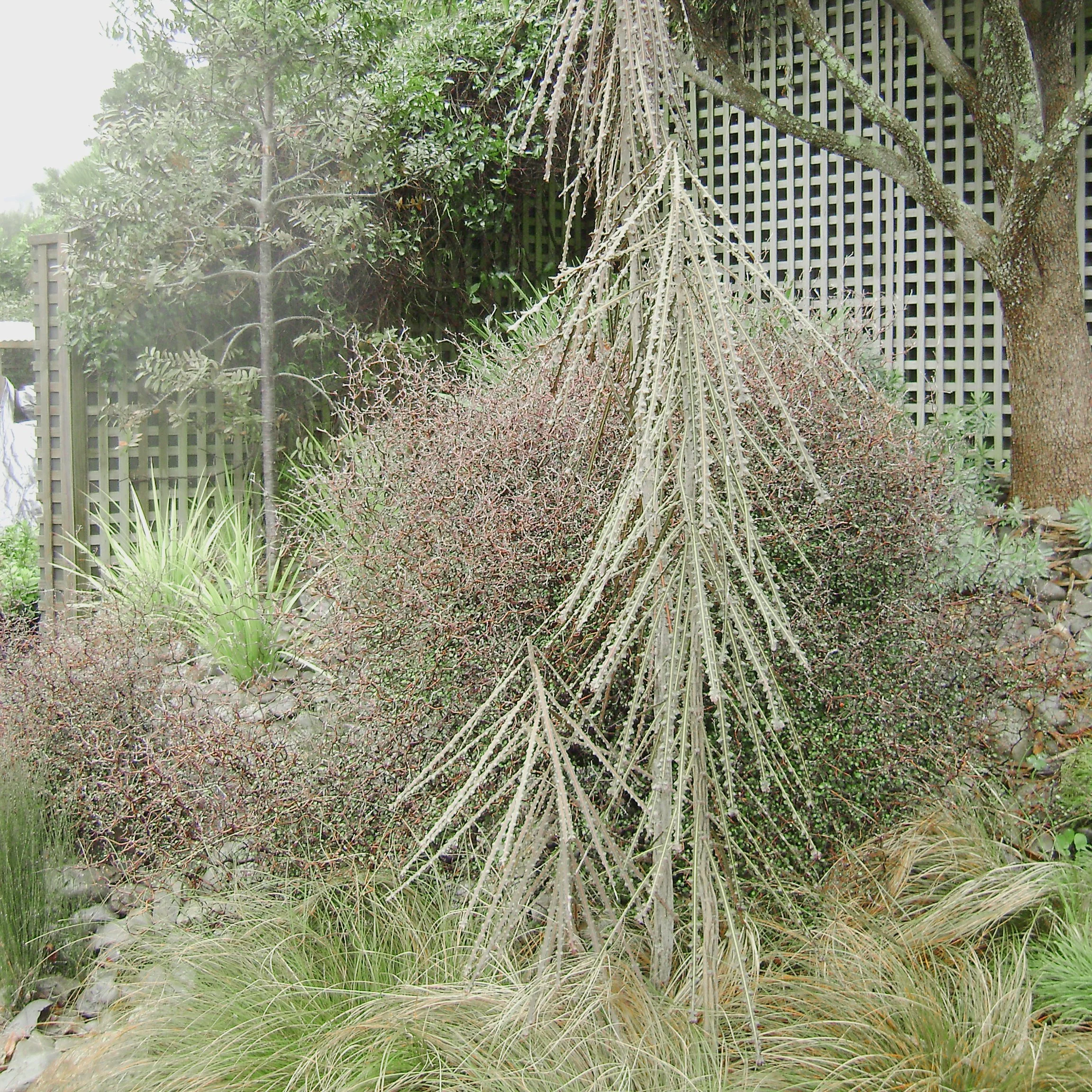 Pittosporum crassifolium (Karo) — Naturally Native New Zealand Plants ...