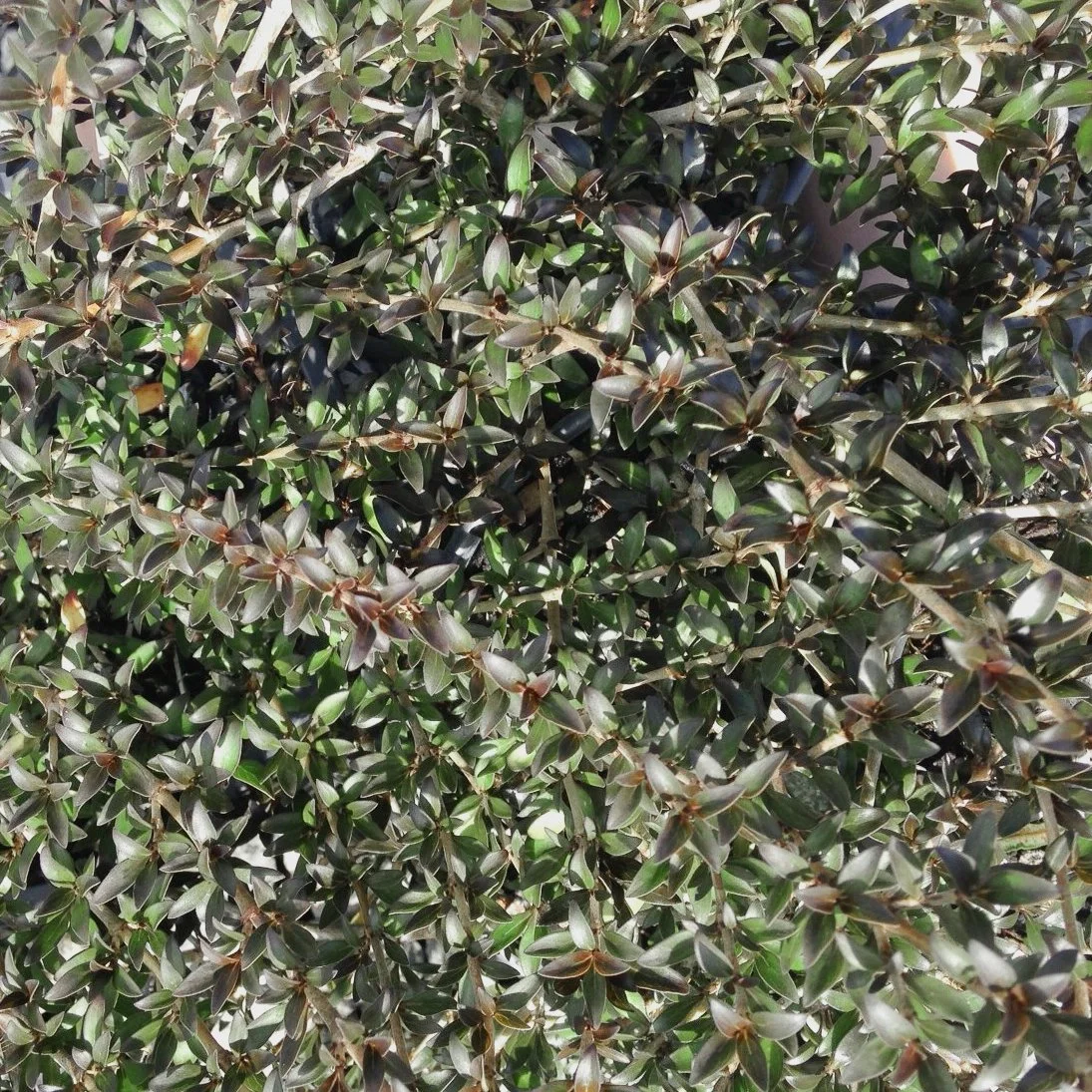 Disphyma australe — Naturally Native New Zealand Plants (2013) Ltd