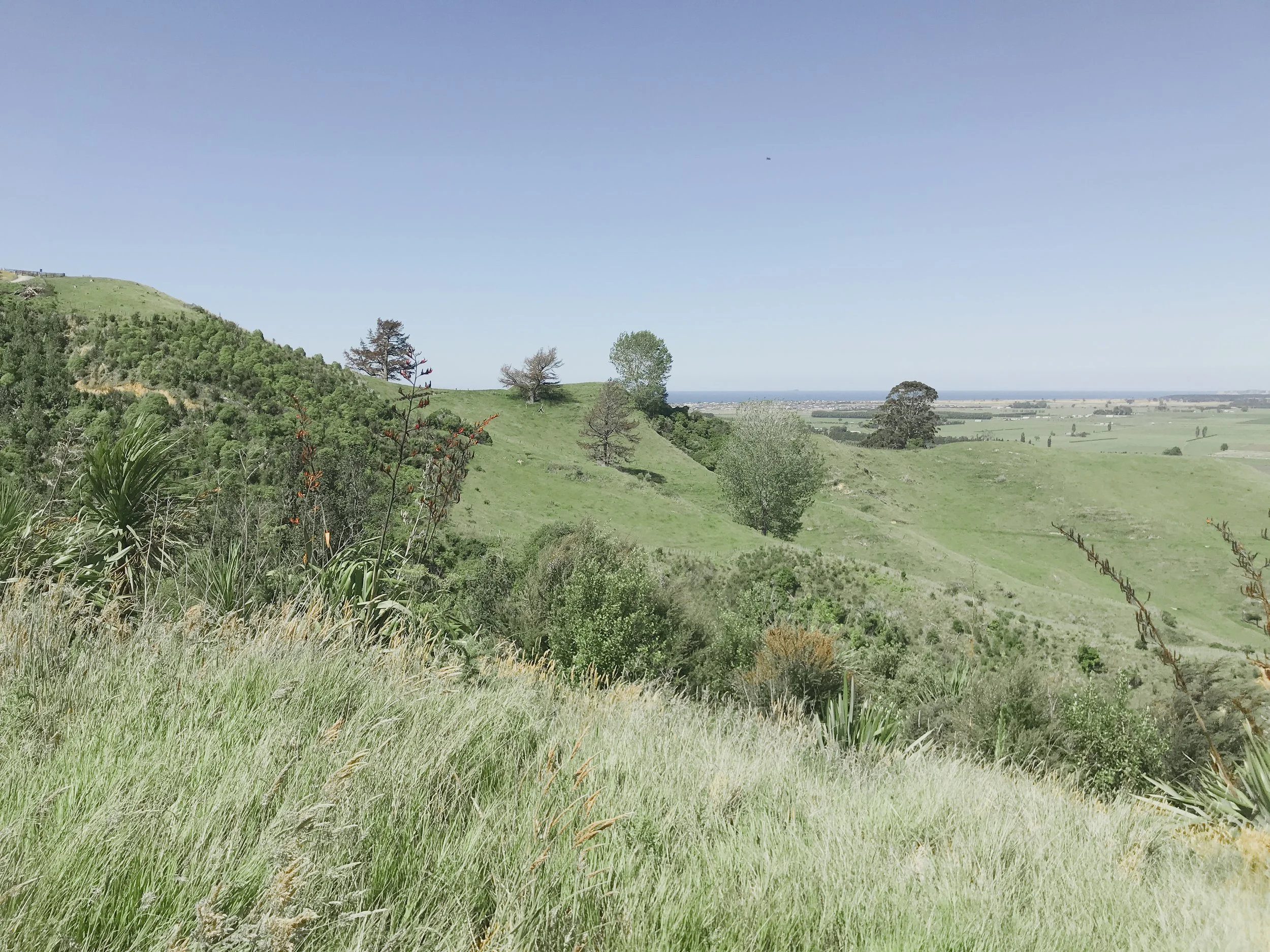 Naturally Native NZ Plants