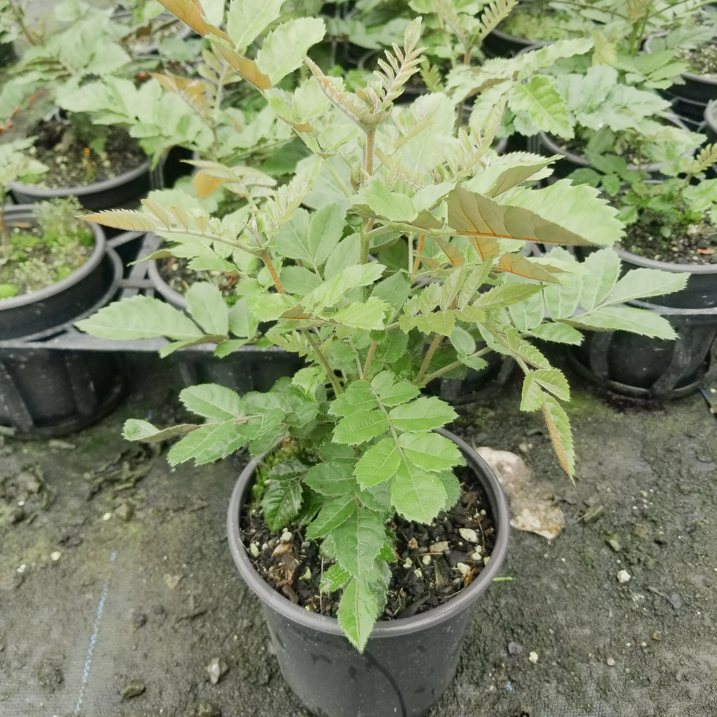 Pittosporum crassifolium (Karo) — Naturally Native New Zealand Plants ...