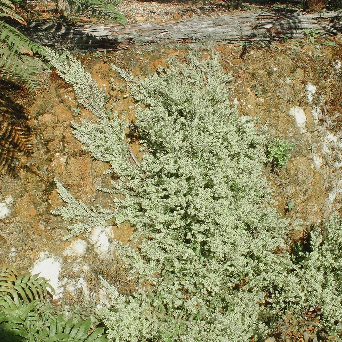 Metrosideros 'Wee Willie Winkie' PVR — Naturally Native New Zealand ...