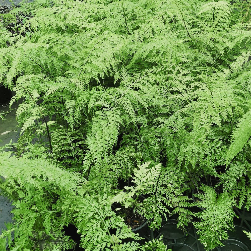Leptospermum nanum'Huia' — Naturally Native New Zealand Plants (2013) Ltd
