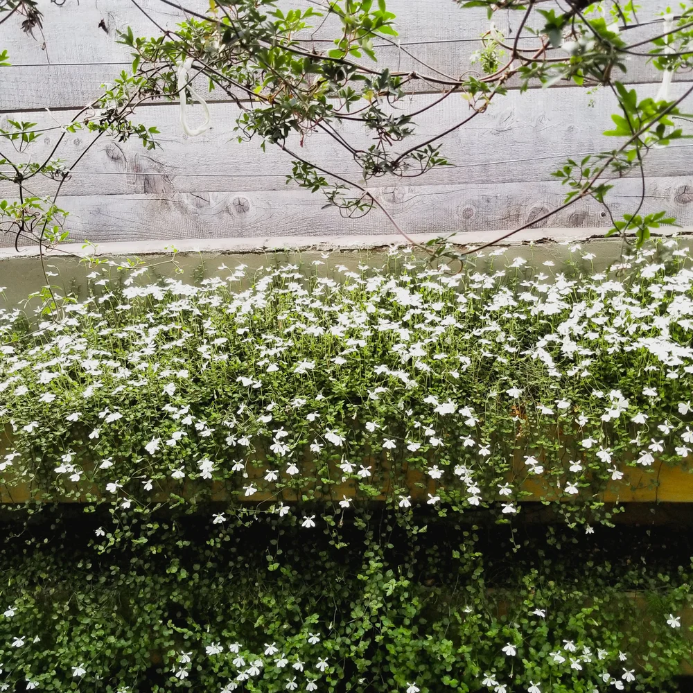 Plant directory — Naturally Native New Zealand Plants (2013) Ltd