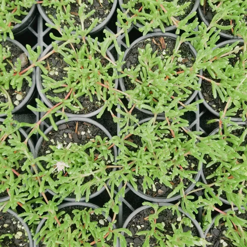 Coprosma acerosa'Red Rocks' — Naturally Native New Zealand Plants (2013 ...