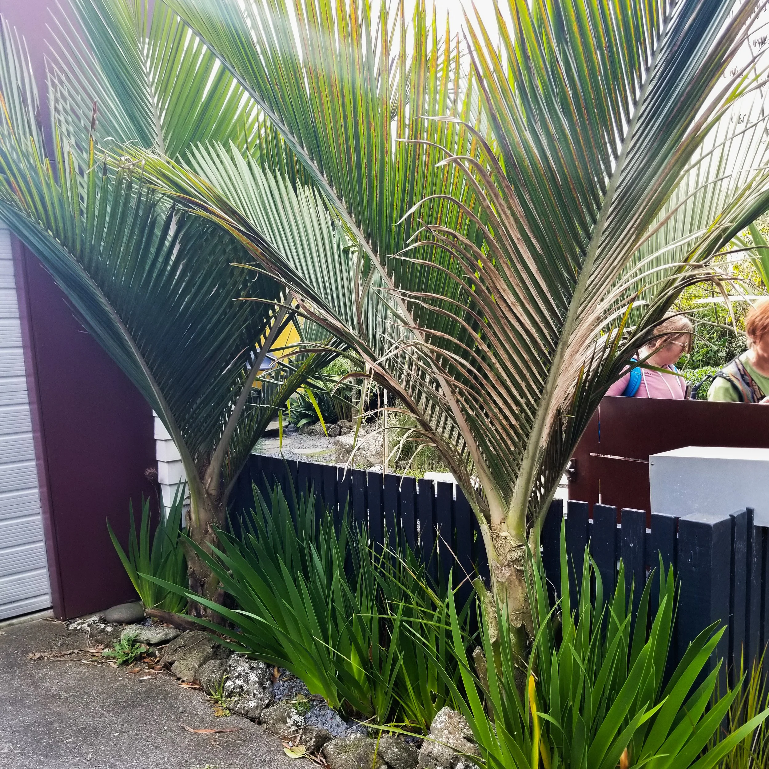 Inspiration — Naturally Native New Zealand Plants (2013) Ltd