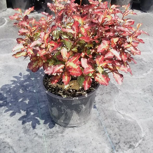 Elatostema rugosum (Parathaniwha/NZ Begonia) — Naturally Native New ...