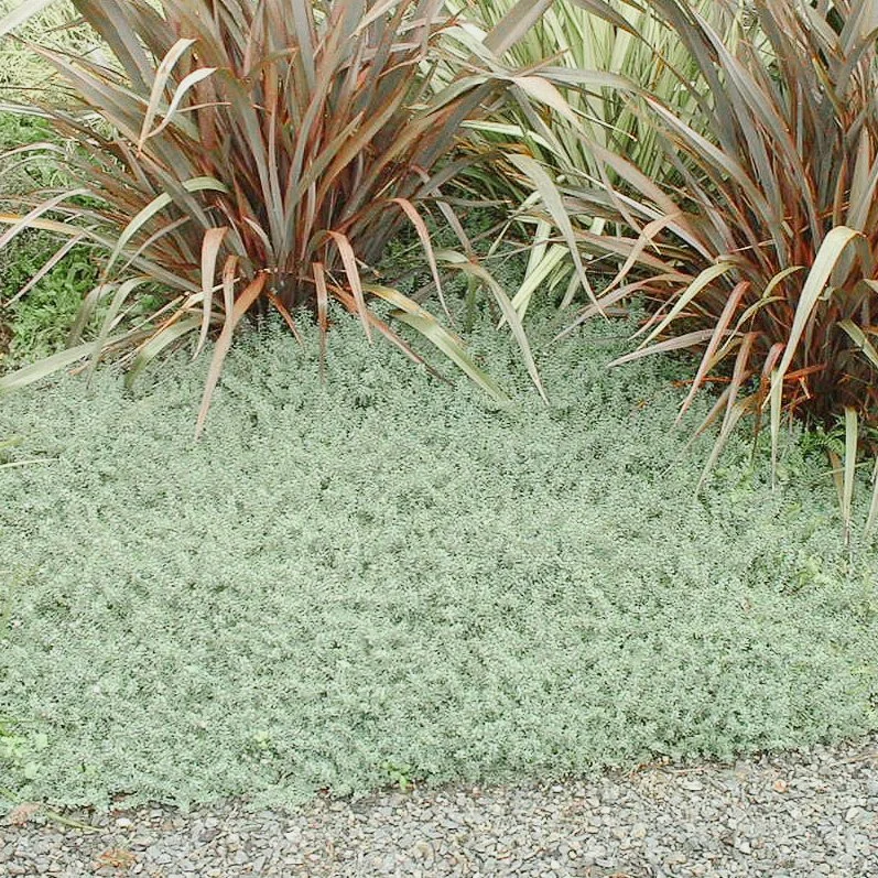 Acaena inermis 'Purpurea' (Bidibidi) — Naturally Native New Zealand ...
