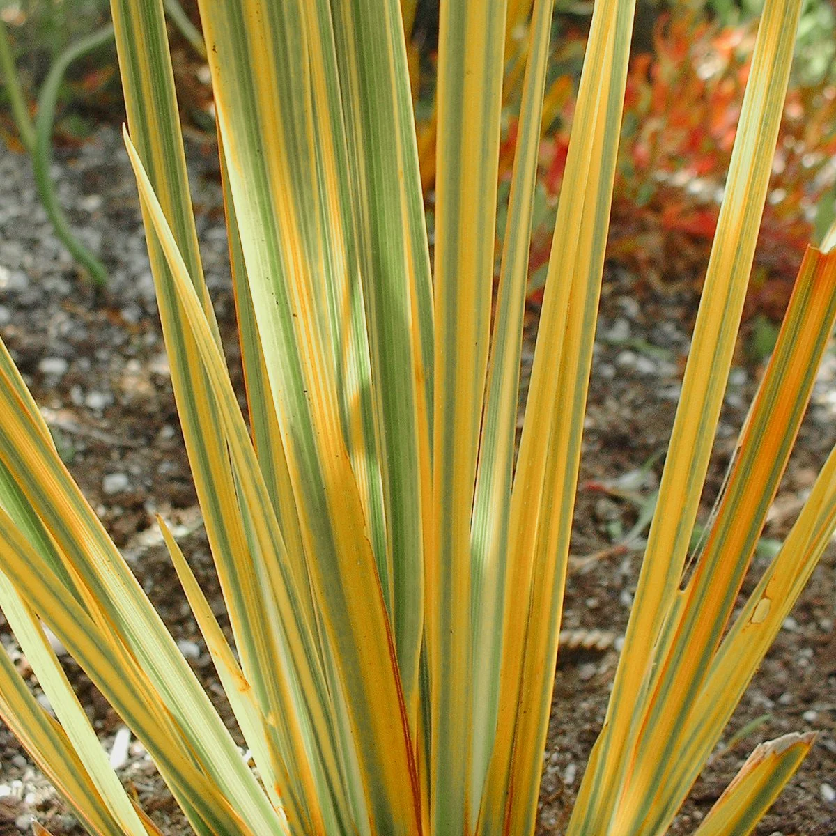 Chionochloa flavicans — Naturally Native New Zealand Plants (2013) Ltd