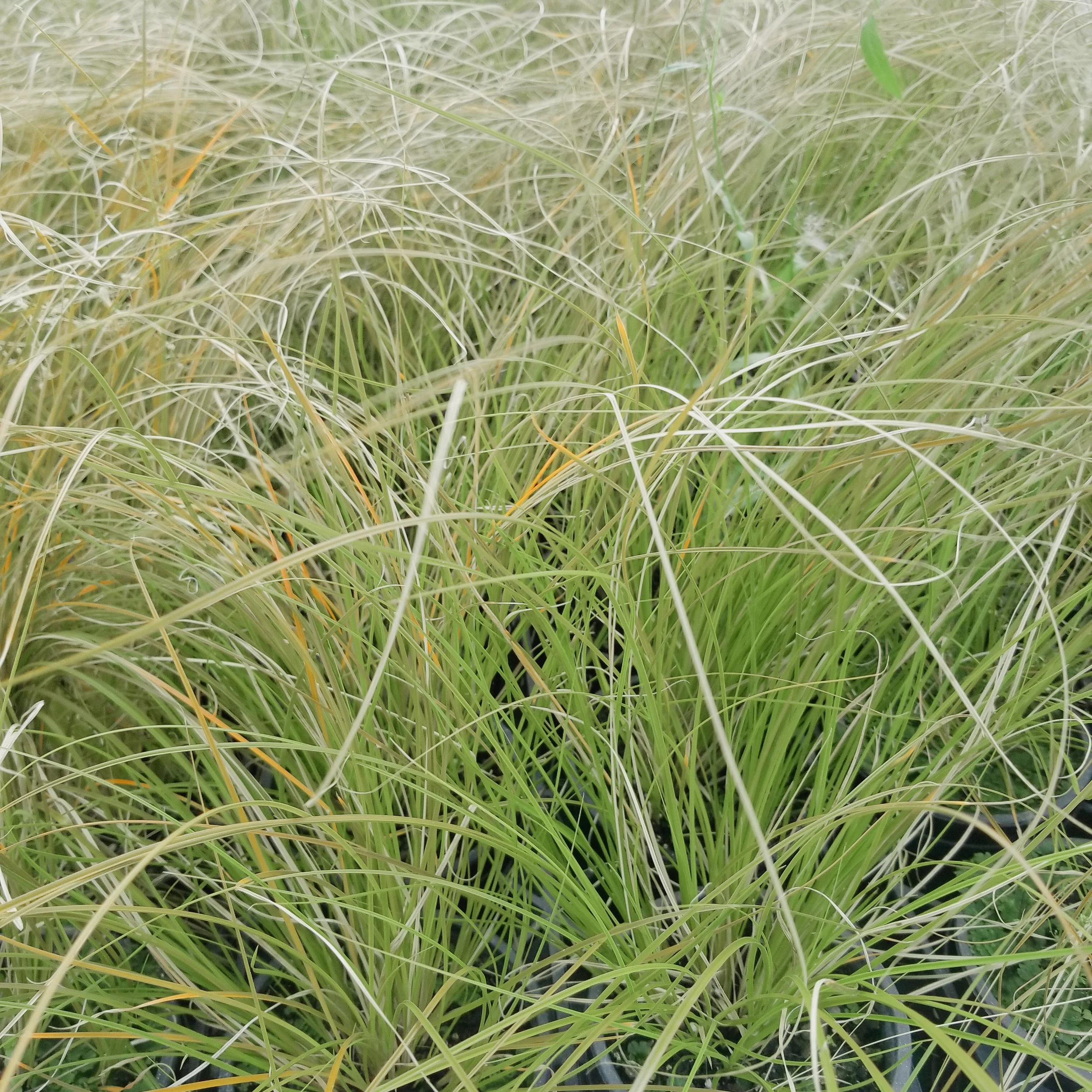 Chionochloa flavicans — Naturally Native New Zealand Plants (2013) Ltd