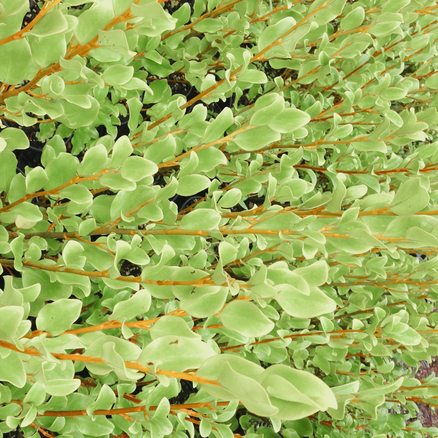 Pittosporum crassifolium (Karo) — Naturally Native New Zealand Plants ...