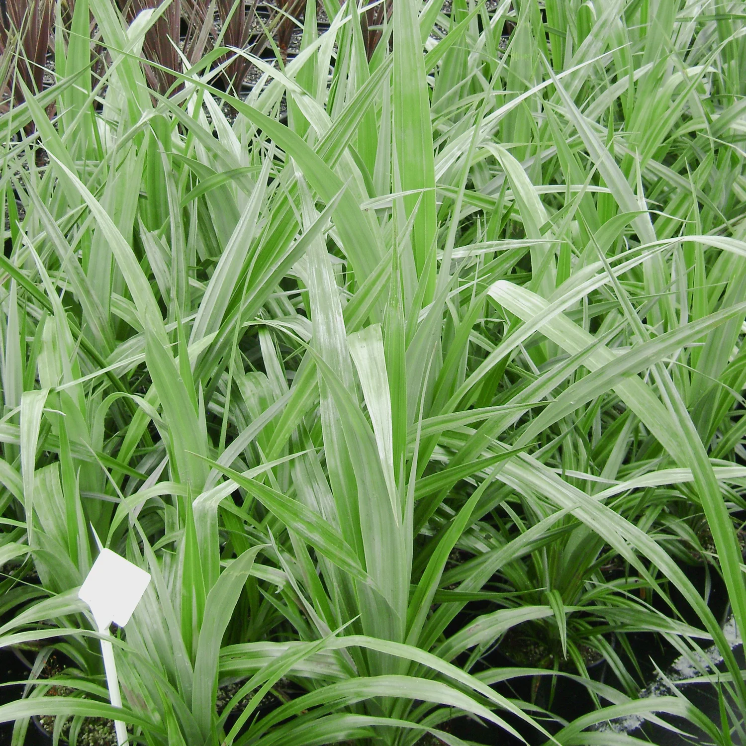 Chionochloa flavicans — Naturally Native New Zealand Plants (2013) Ltd