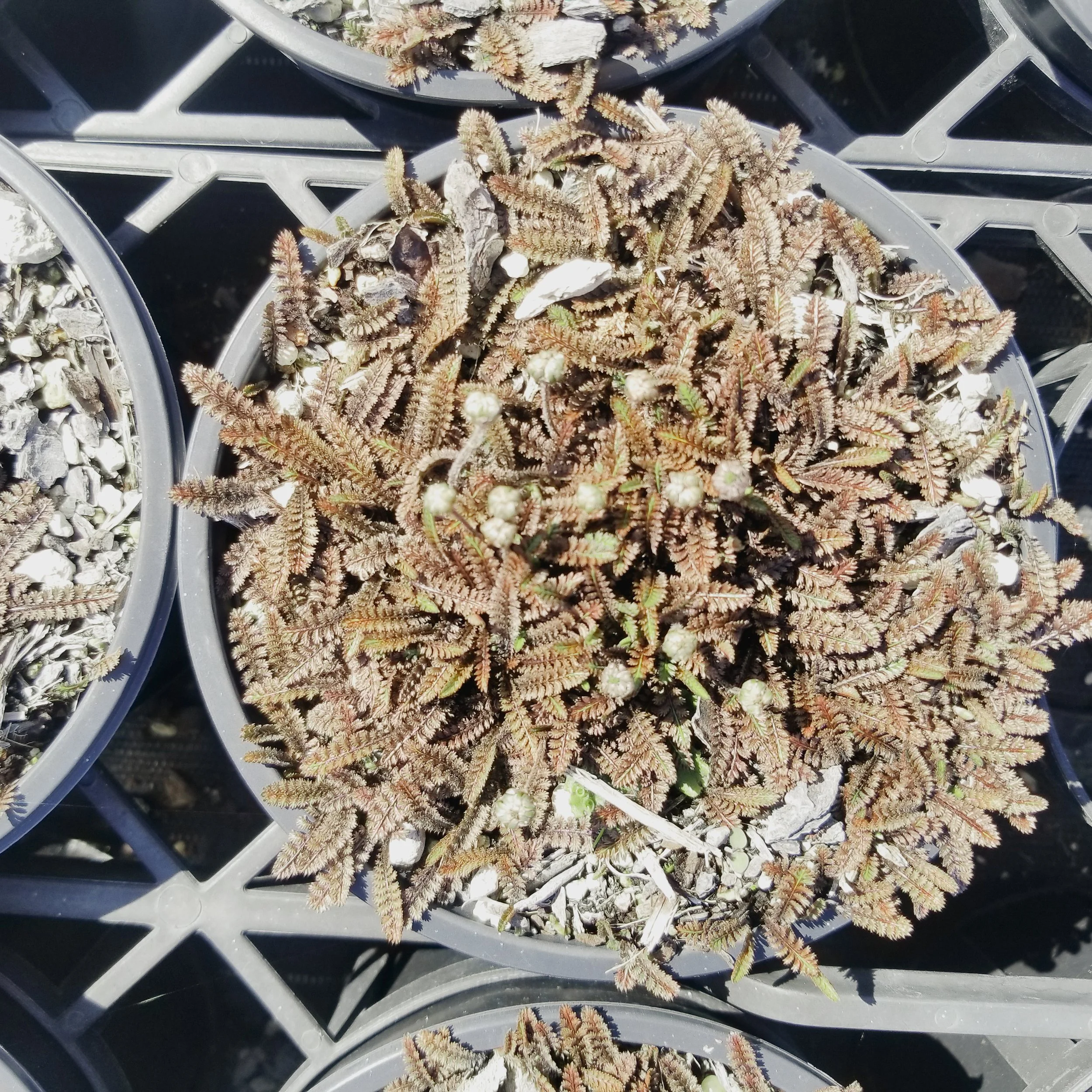 Coprosma repens 'Poor Knights' — Naturally Native New Zealand Plants ...