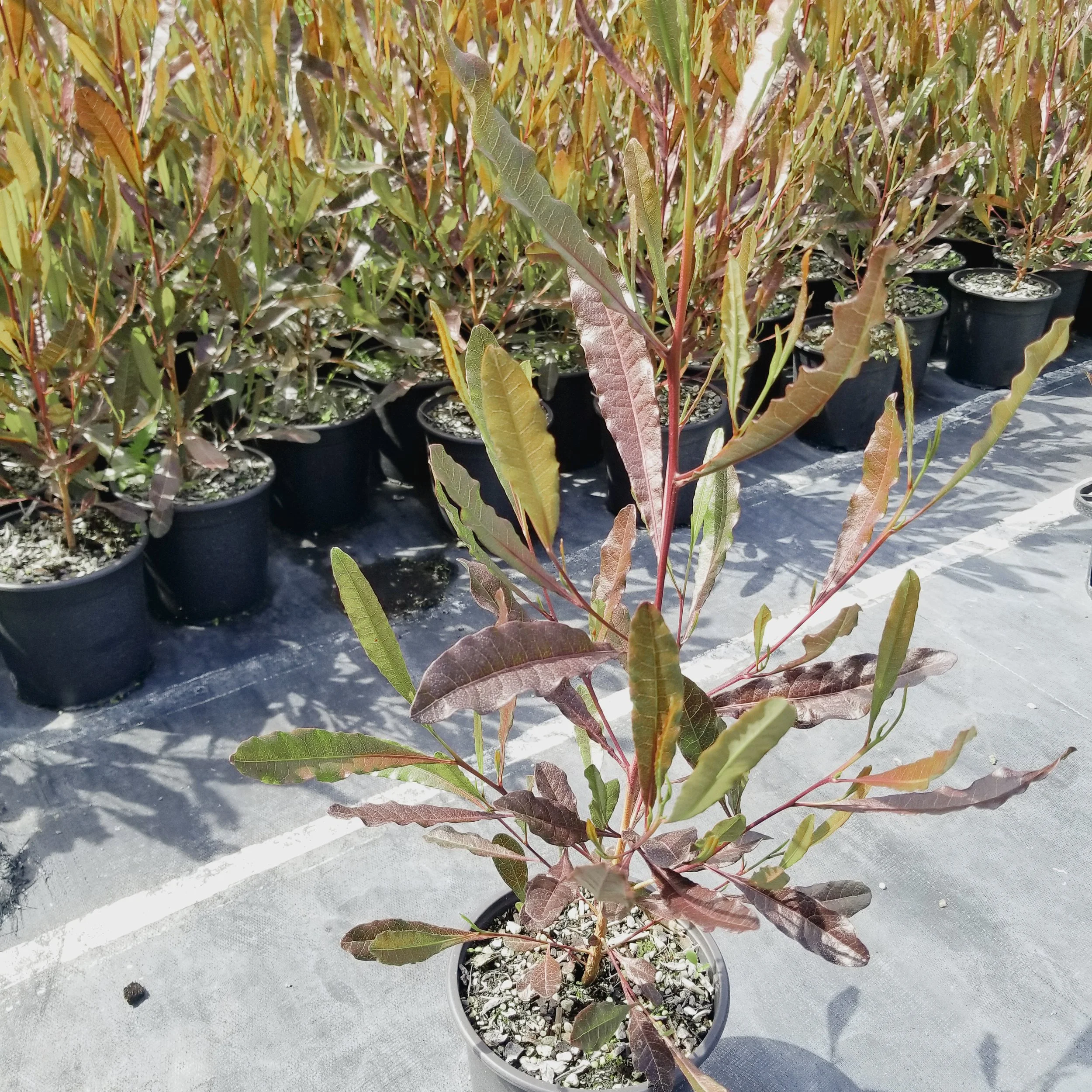 Melicytus ramiflorus (Mahoe) — Naturally Native New Zealand Plants ...