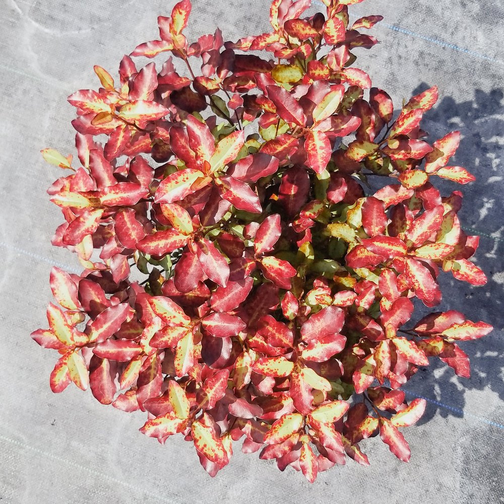 Corokia 'Silver Ghost' — Naturally Native New Zealand Plants (2013) Ltd