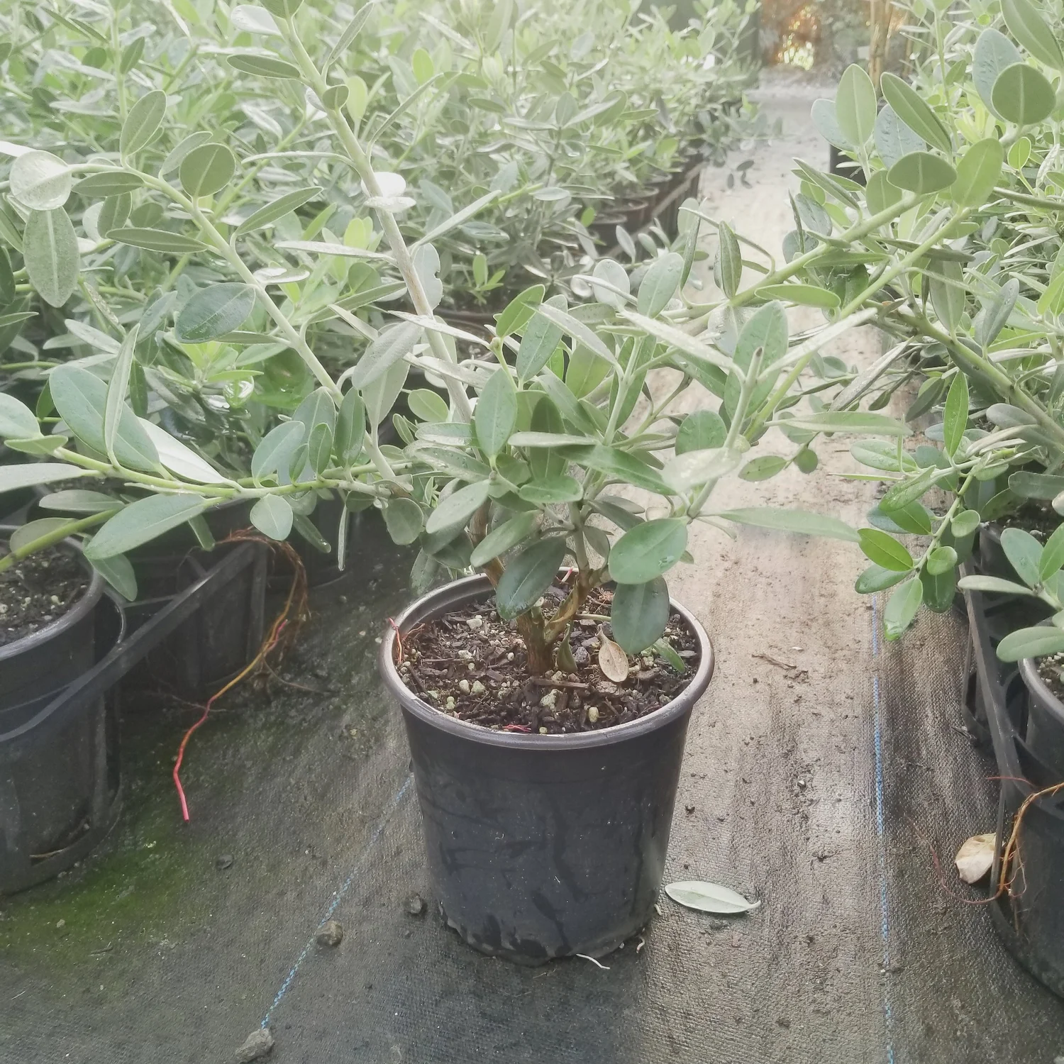 Corynocarpus laevigatus (Karaka) — Naturally Native New Zealand Plants ...