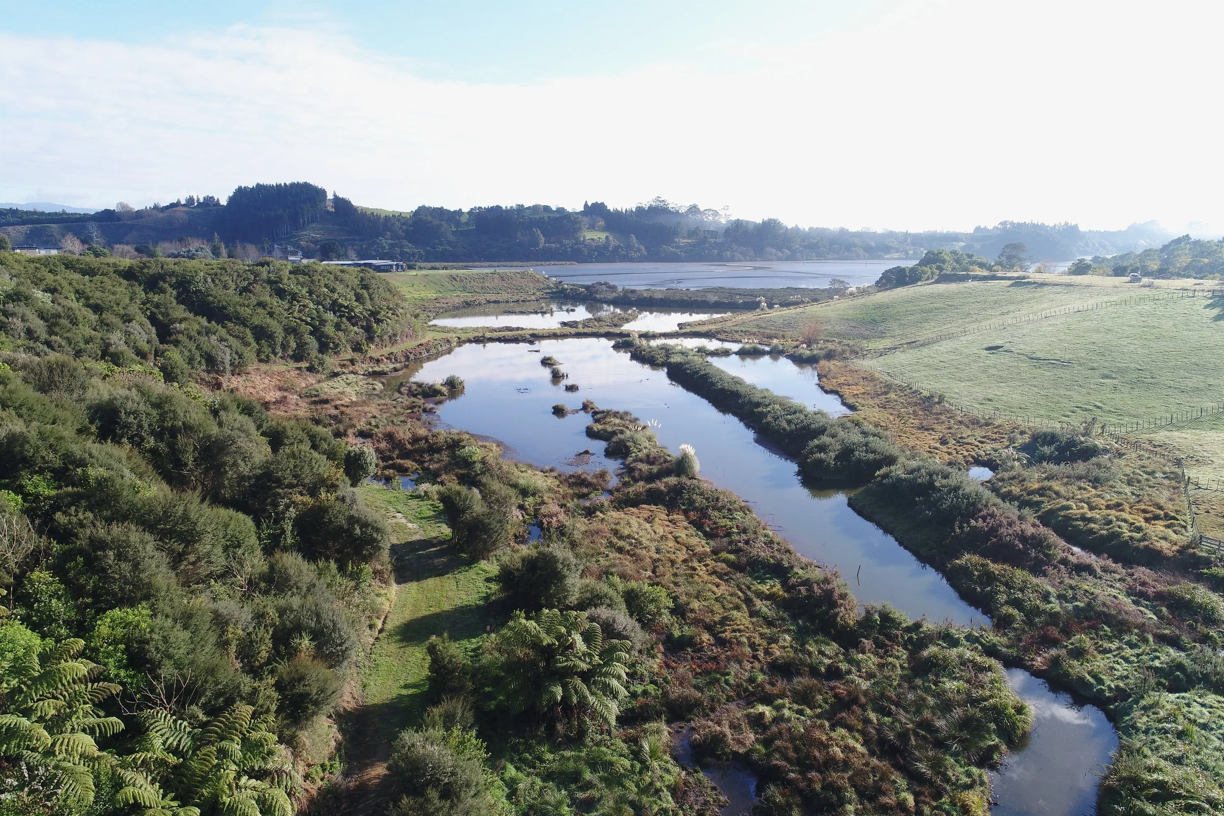 Naturally Native NZ Plants