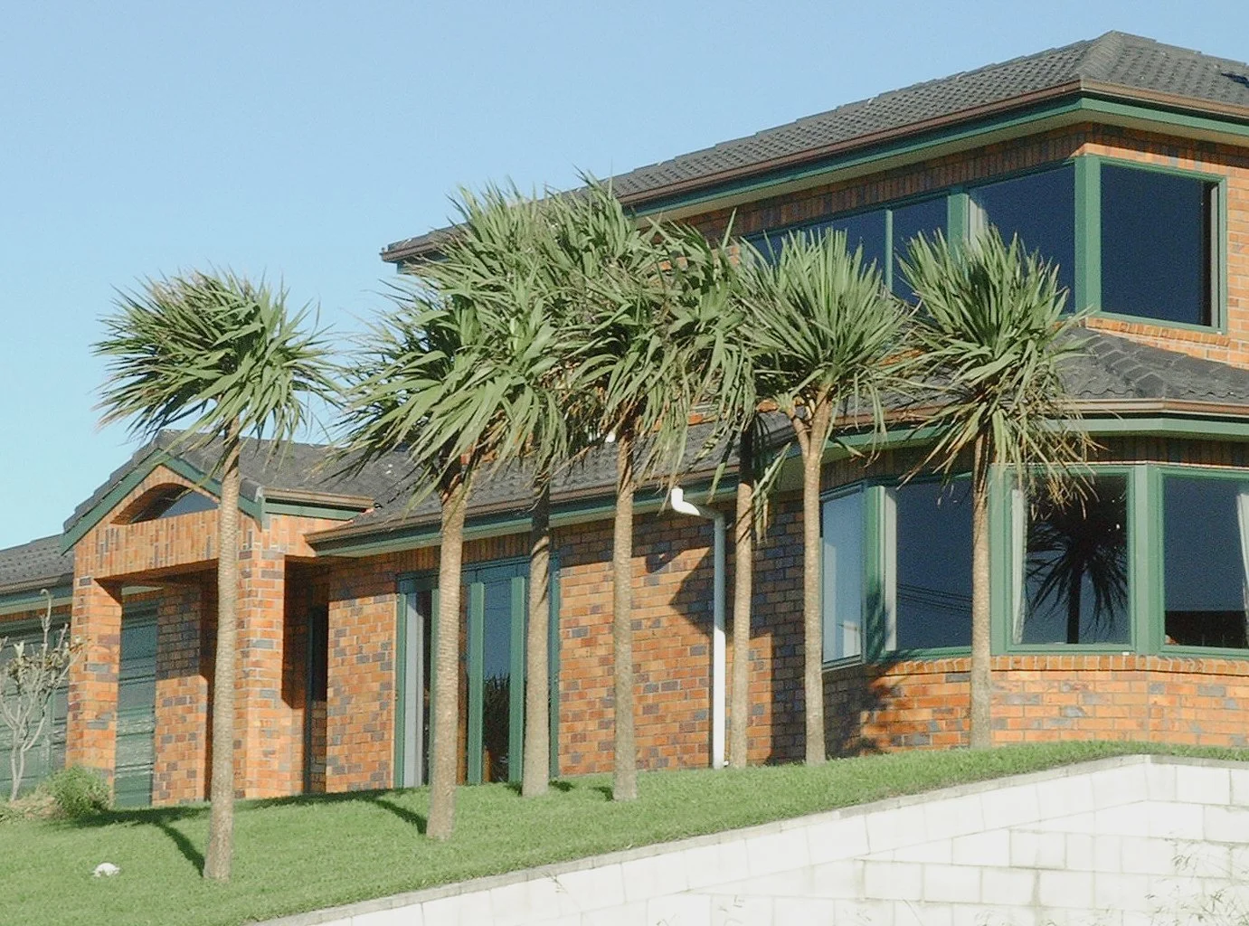 Pittosporum crassifolium (Karo) — Naturally Native New Zealand Plants ...