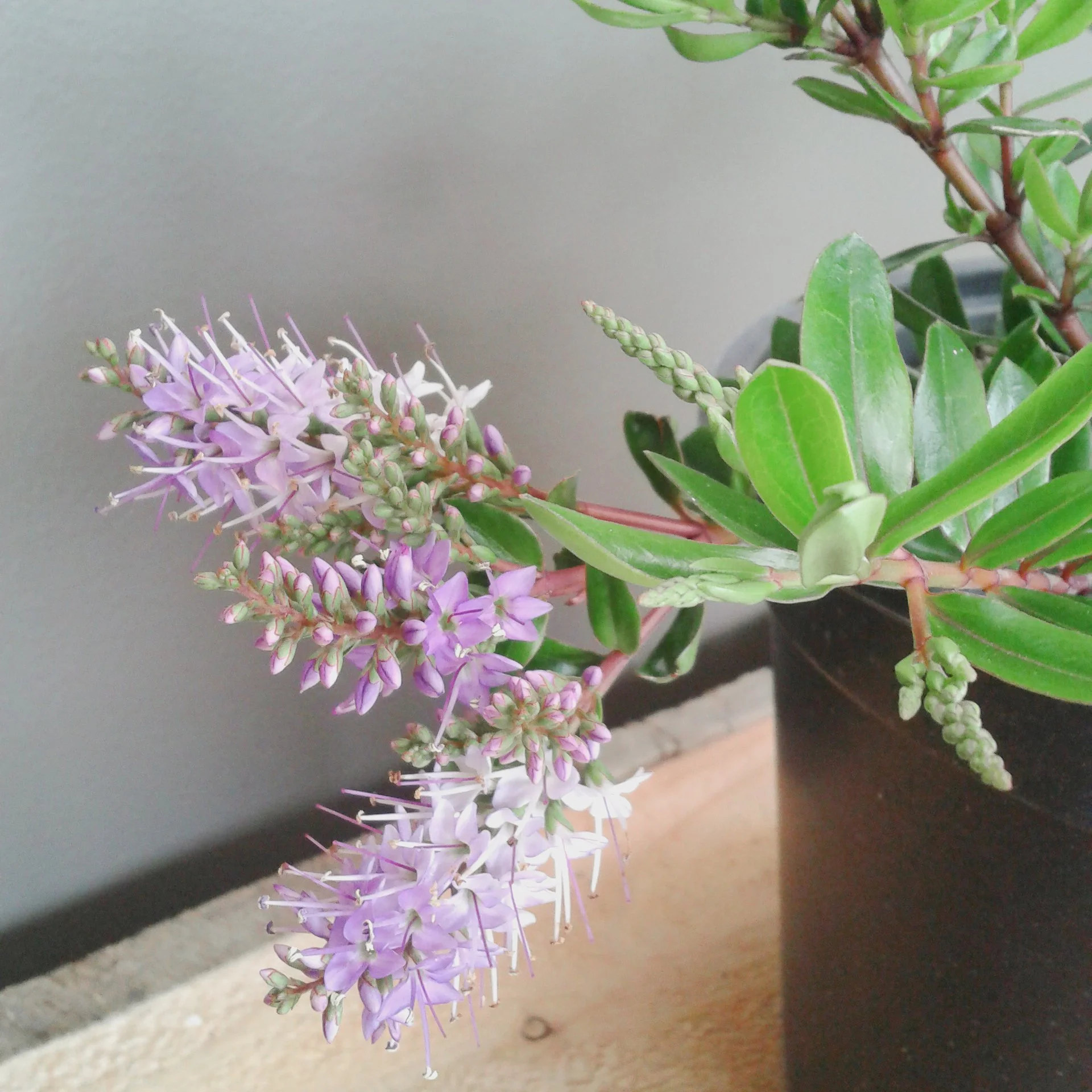 Veronica 'Inspiration' — Naturally Native New Zealand Plants (2013) Ltd