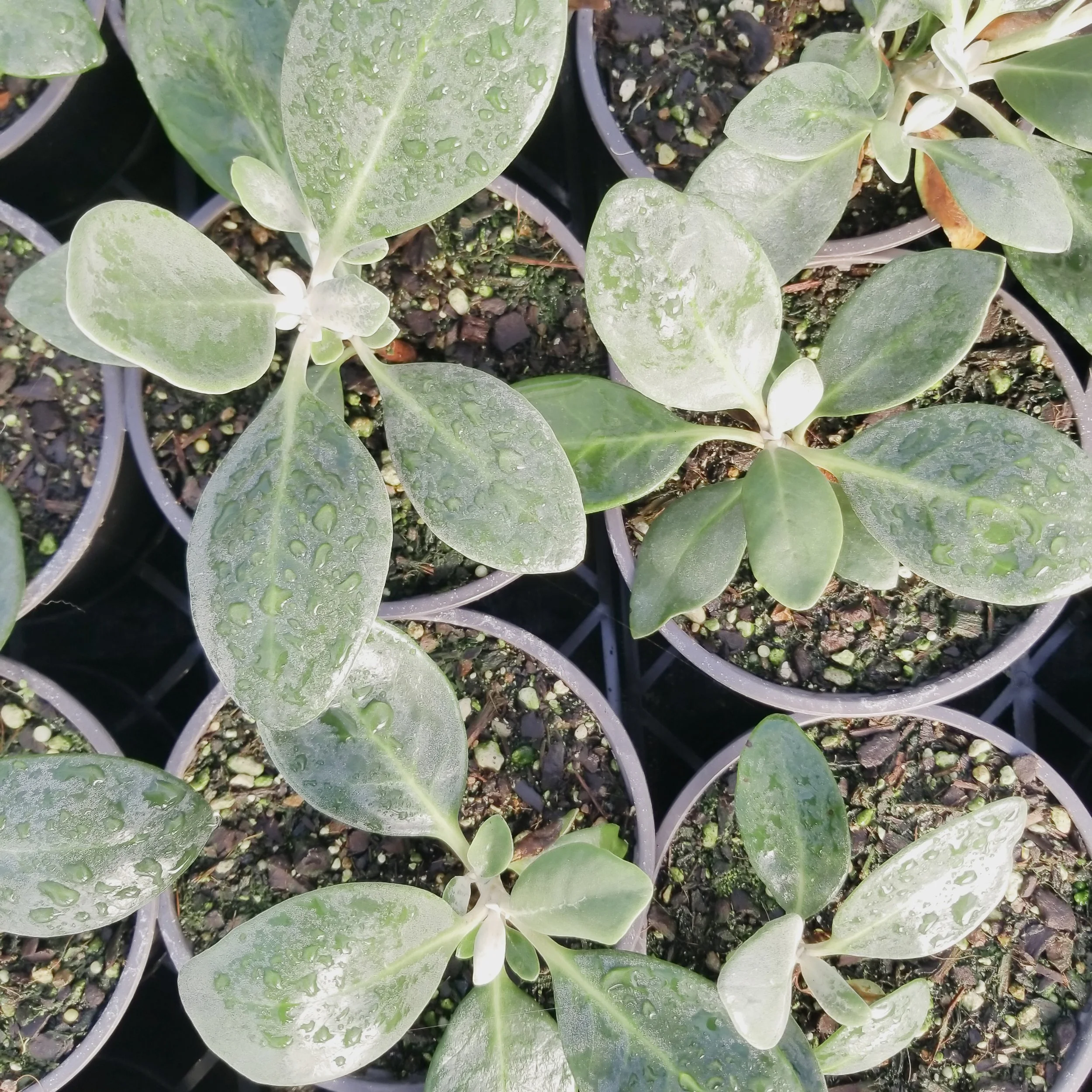 Pittosporum 'Oropi Orb' — Naturally Native New Zealand Plants (2013) Ltd