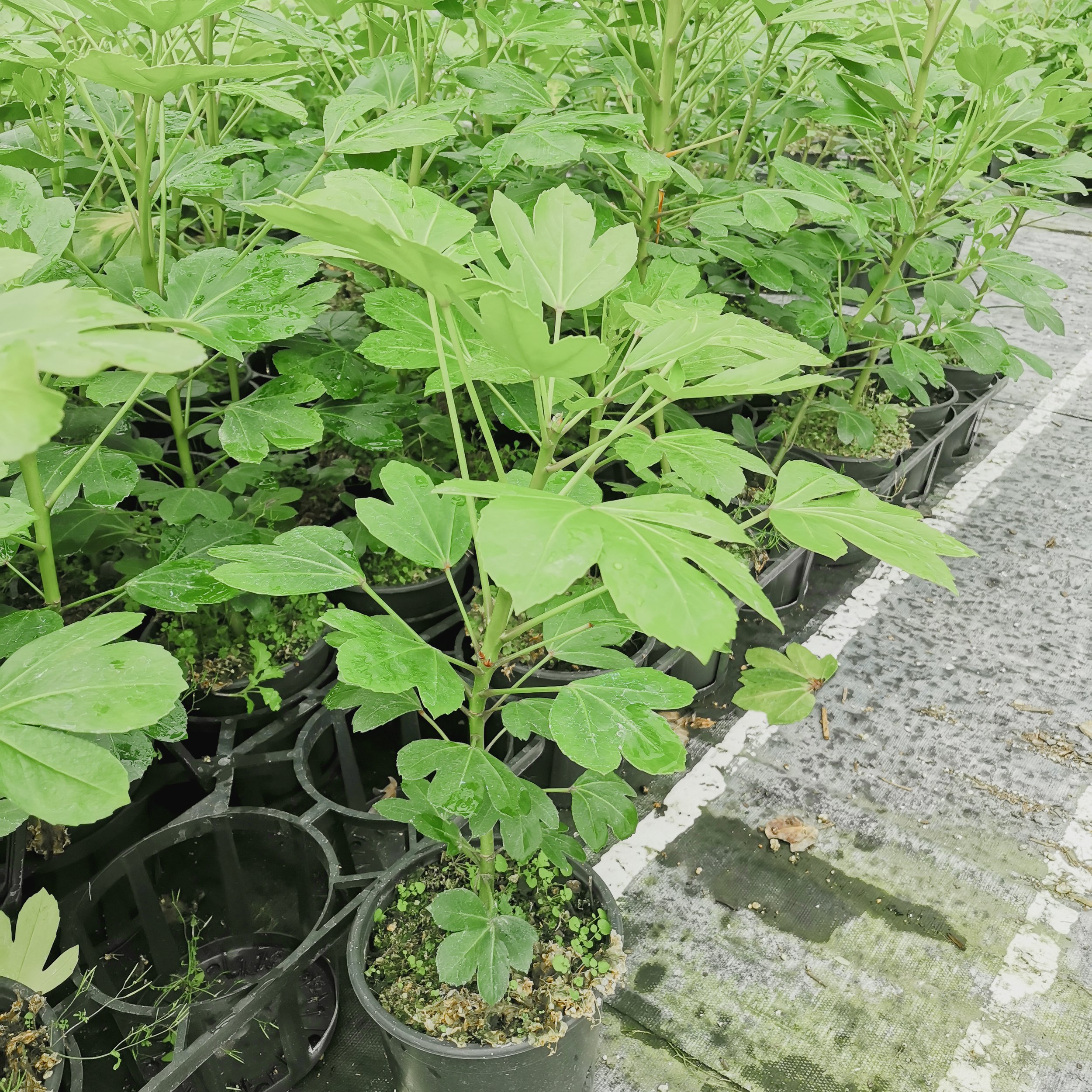 Pseudopanax 'Cyril Watson' — Naturally Native New Zealand Plants (2013) Ltd