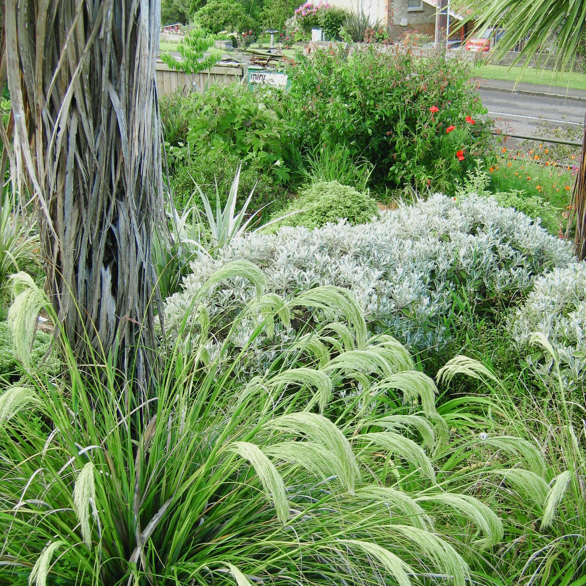 Cyperus ustulatus (Giant Umbrella Sedge) — Naturally Native New Zealand ...