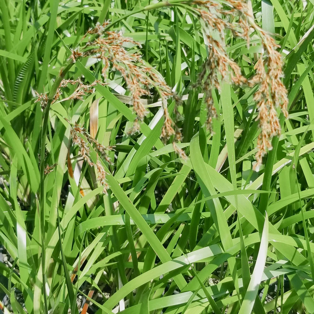 Chionochloa flavicans — Naturally Native New Zealand Plants (2013) Ltd