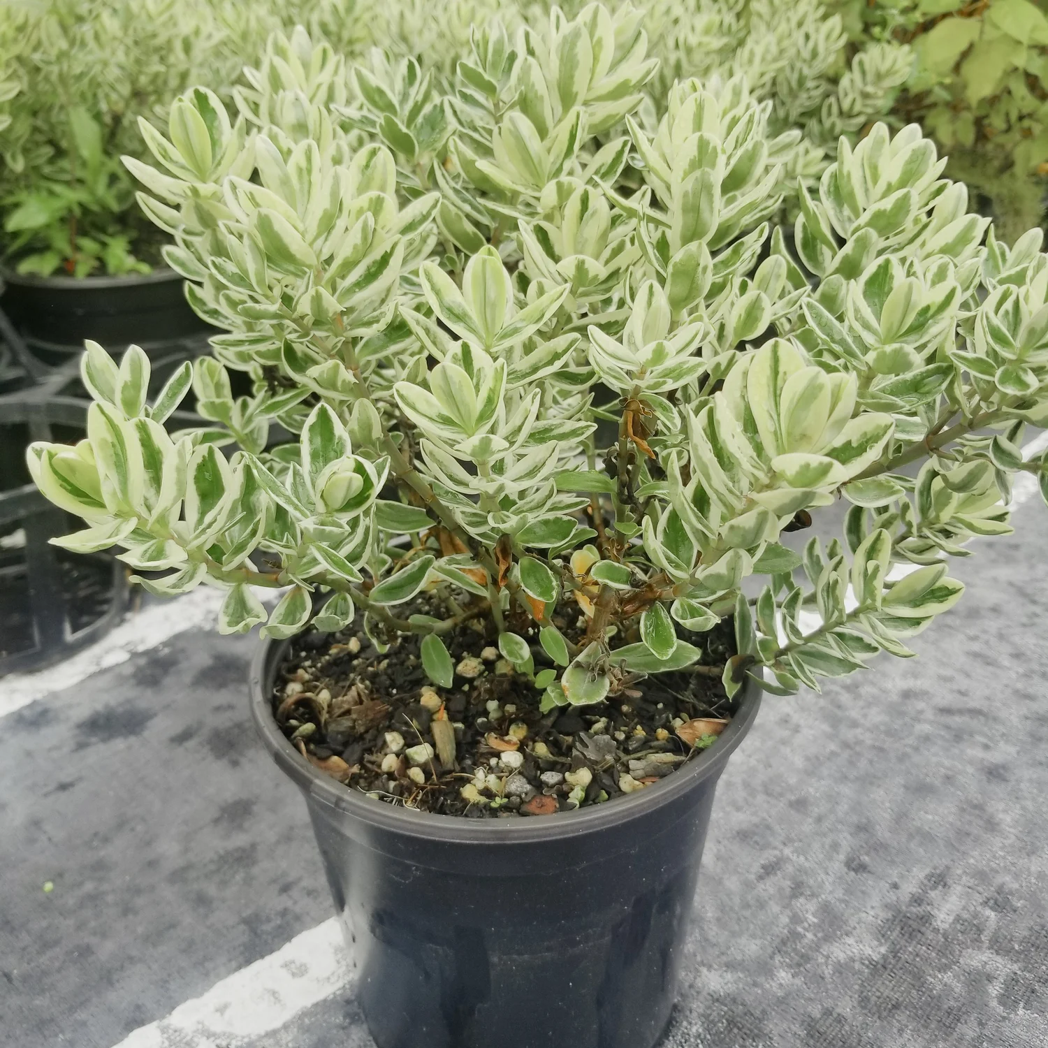 Veronica 'Azure' — Naturally Native New Zealand Plants (2013) Ltd