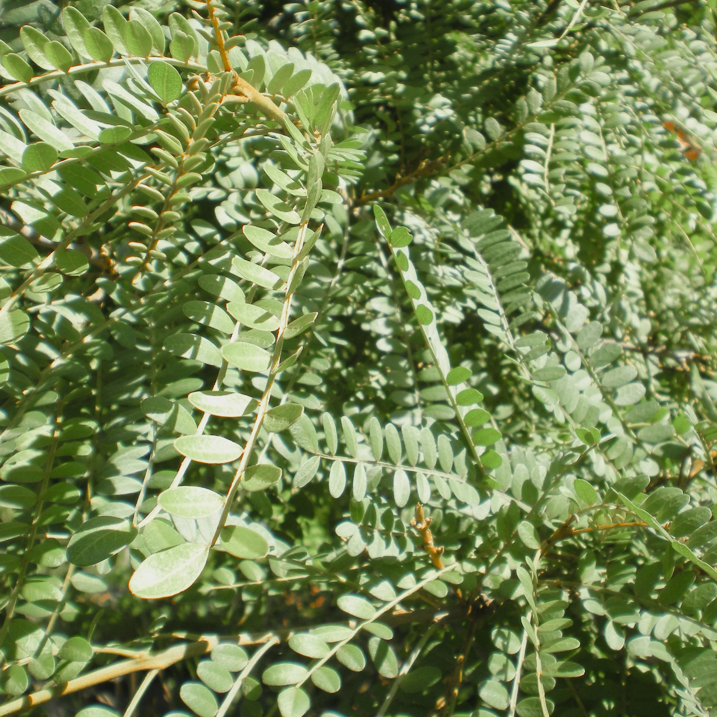 Corynocarpus laevigatus (Karaka) — Naturally Native New Zealand Plants ...