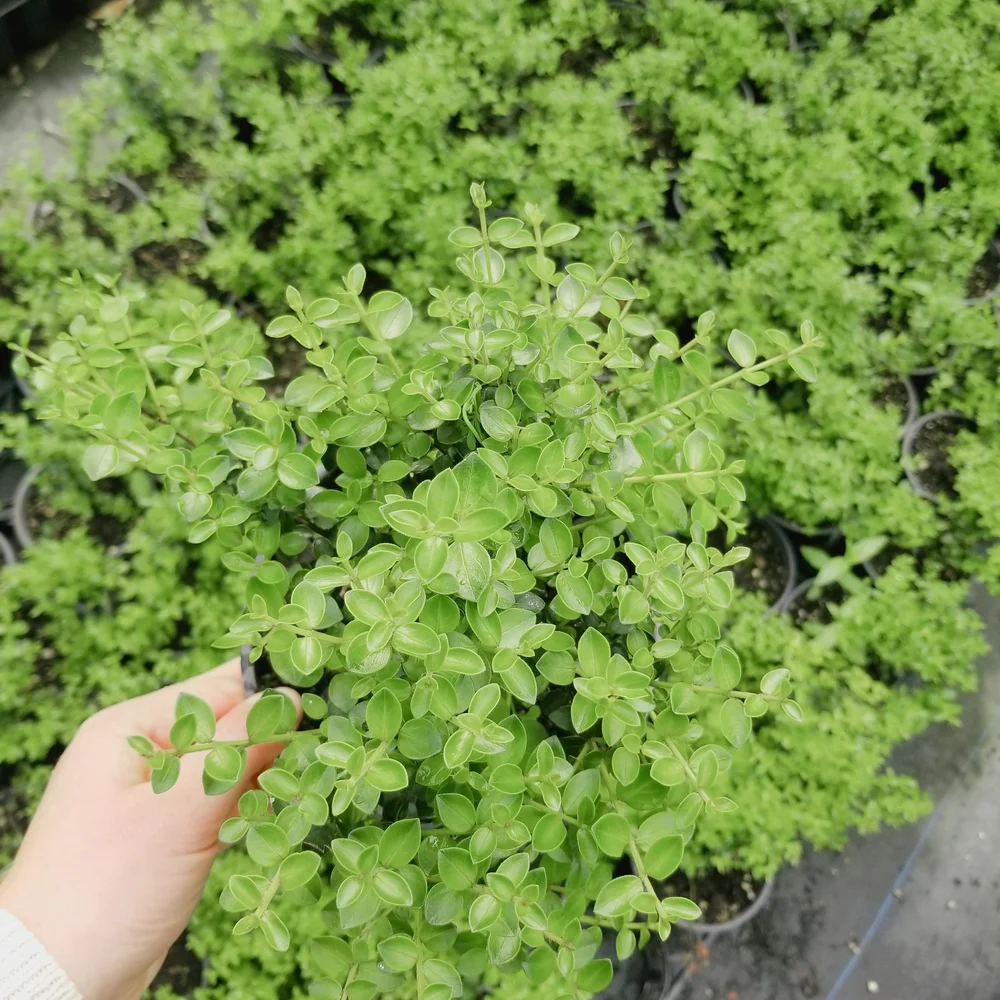 Olearia cheesemanii — Naturally Native New Zealand Plants (2013) Ltd