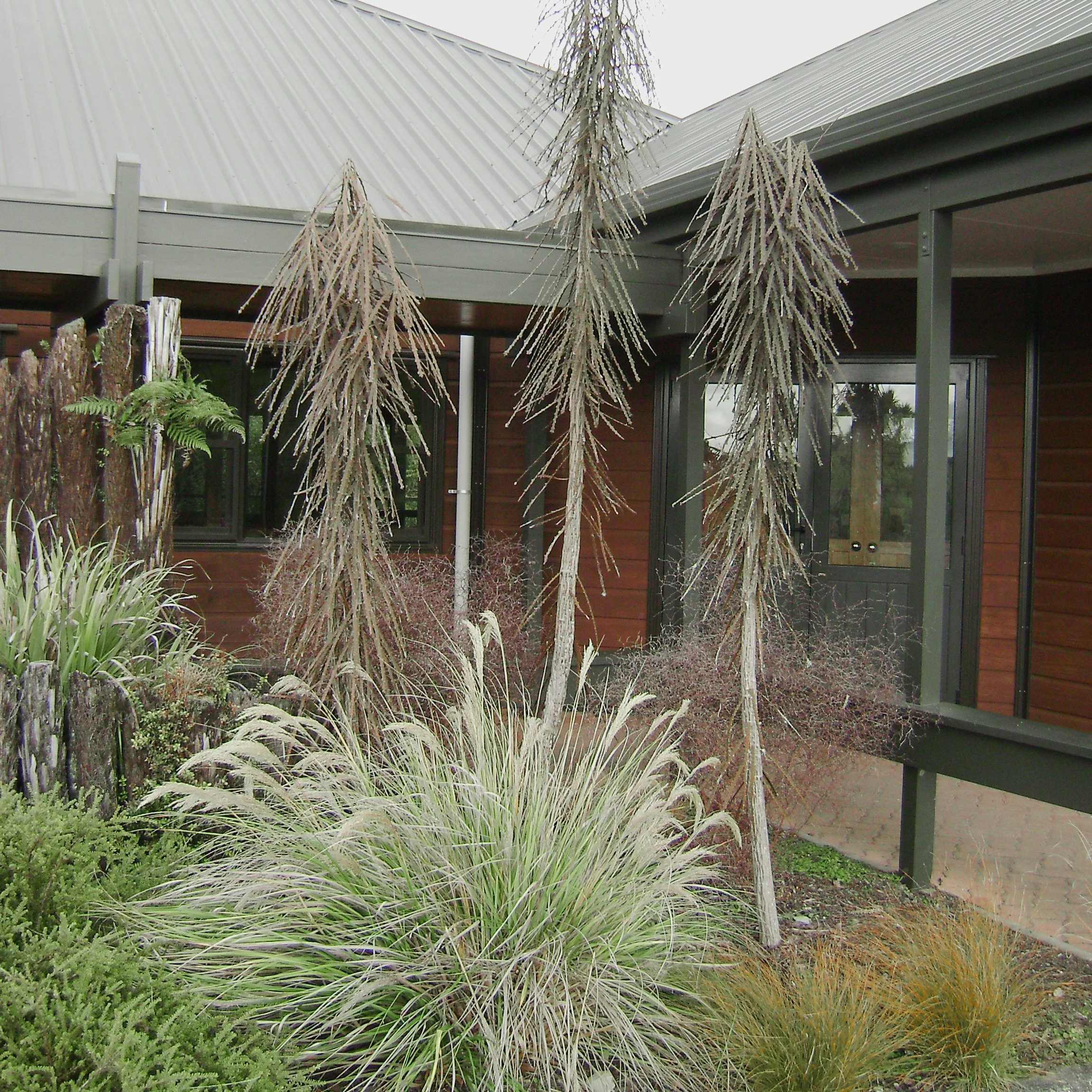 Melicytus ramiflorus (Mahoe) — Naturally Native New Zealand Plants ...