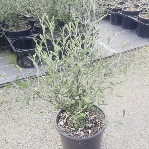 Corokia 'Silver Ghost' — Naturally Native New Zealand Plants (2013) Ltd