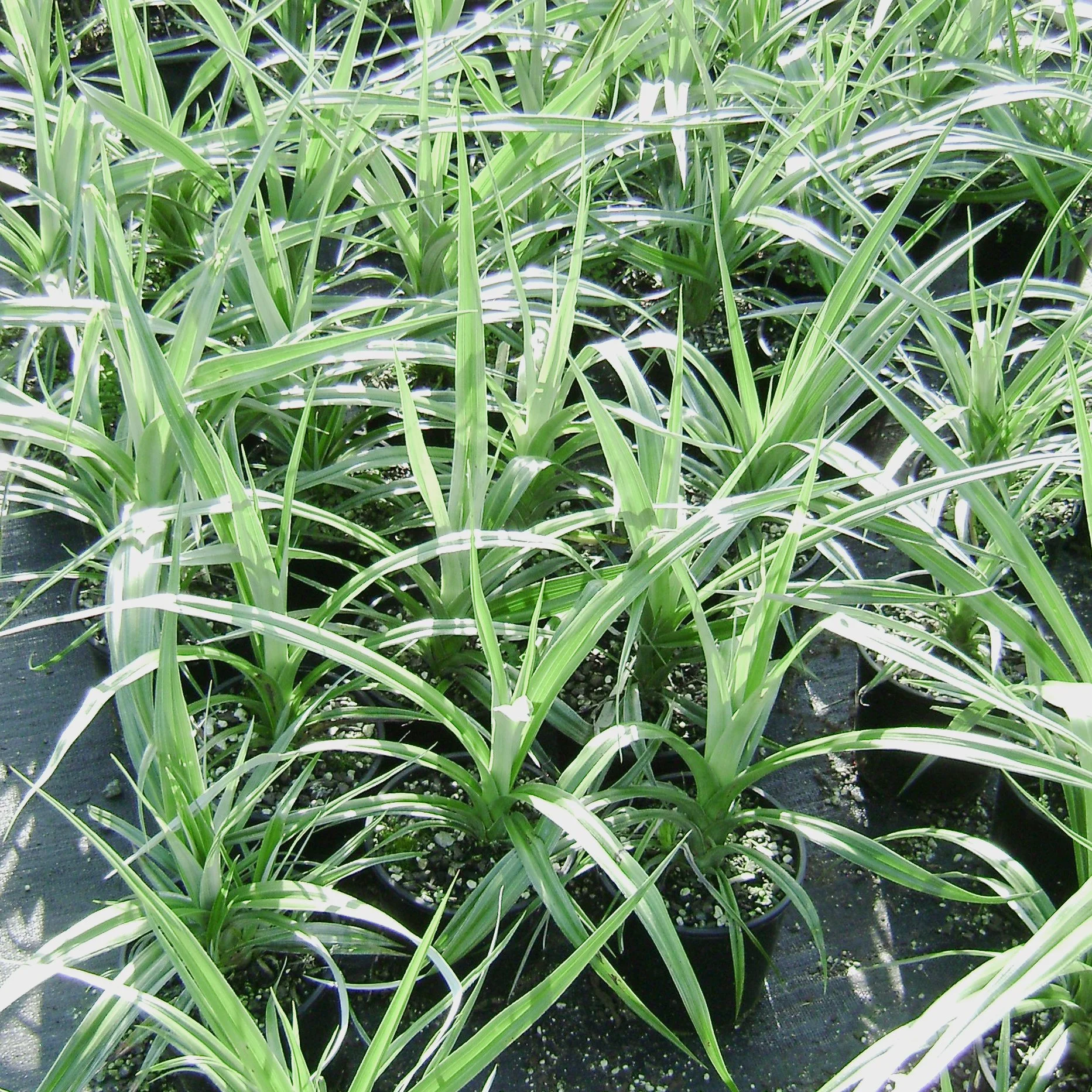 Festuca coxii — Naturally Native New Zealand Plants (2013) Ltd