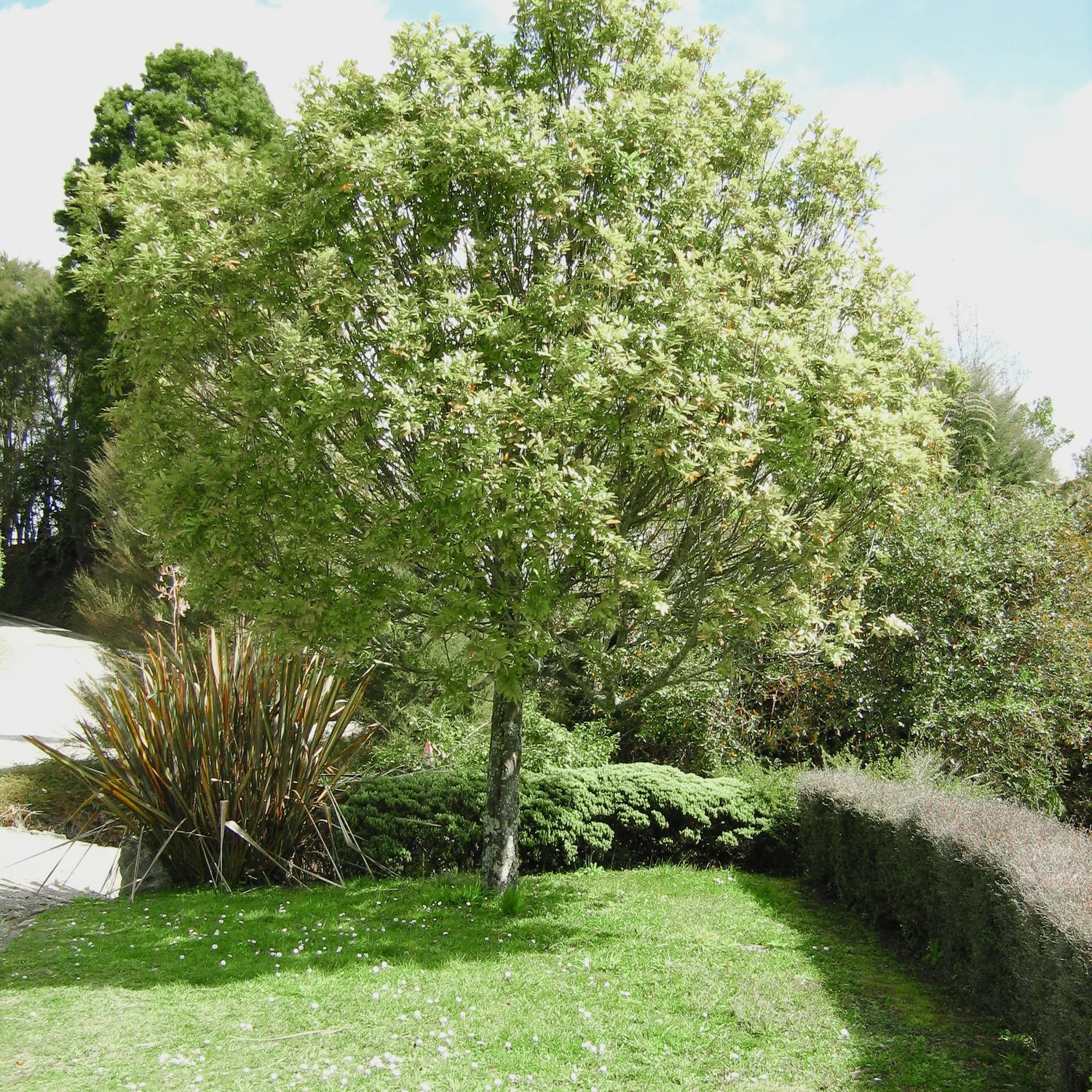 Metrosideros excelsa 'Aurea' — Naturally Native New Zealand Plants ...