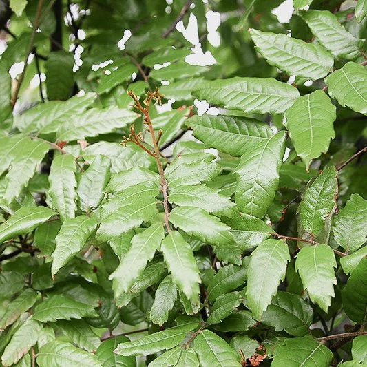 Corynocarpus laevigatus (Karaka) — Naturally Native New Zealand Plants ...