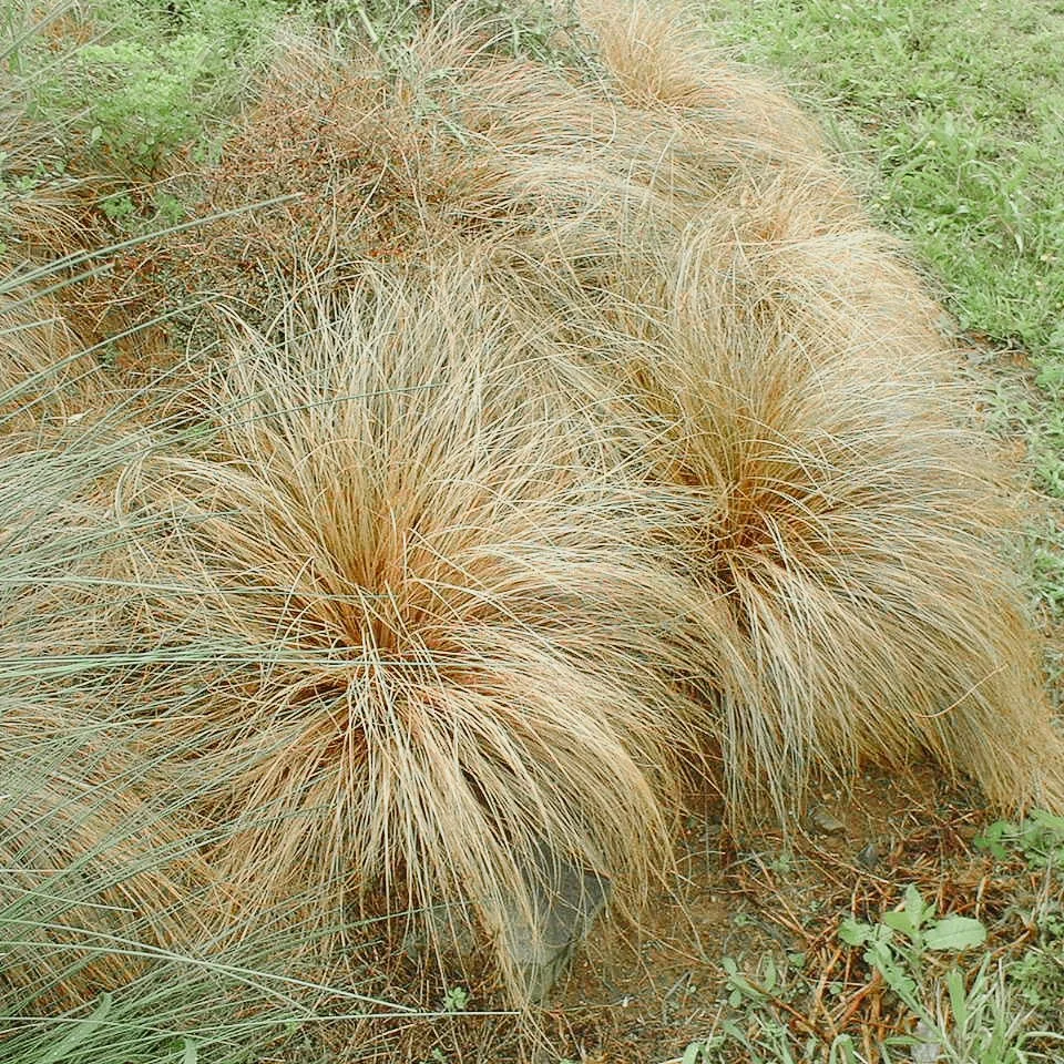 Carex comans 'Red' — Naturally Native New Zealand Plants (2013) Ltd