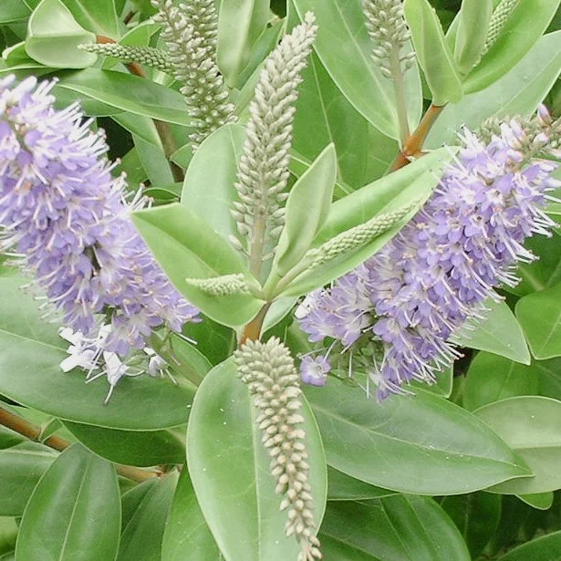 Pseudowintera 'Red Glow' — Naturally Native New Zealand Plants (2013) Ltd