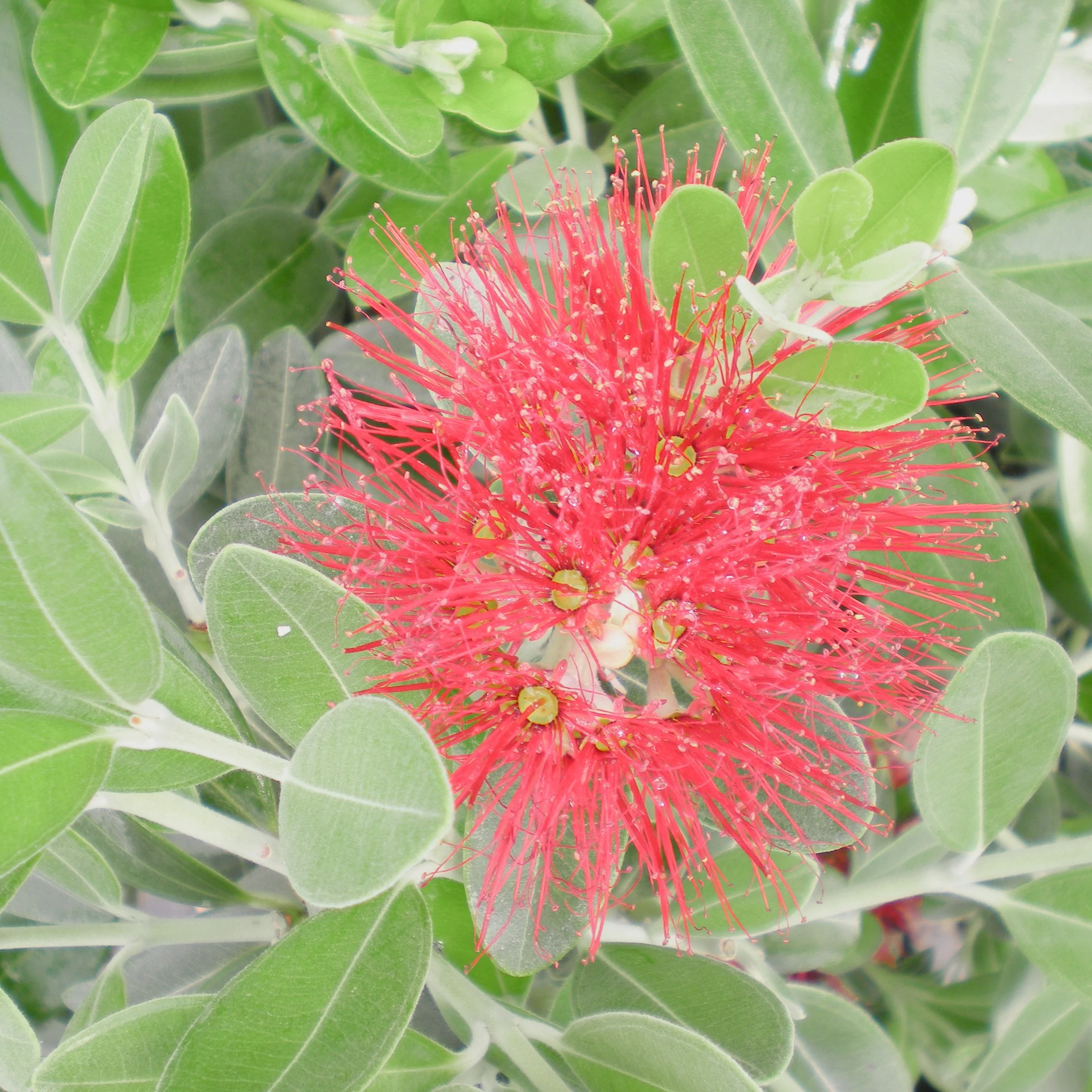 Metrosideros excelsa 'Aurea' — Naturally Native New Zealand Plants ...
