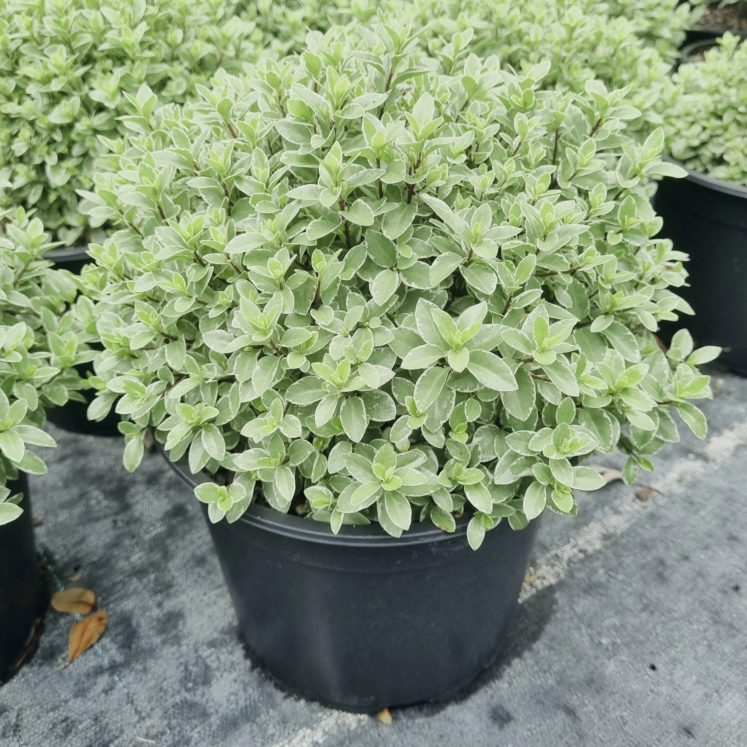 Clianthus maximus 'Kaka King' — Naturally Native New Zealand Plants ...