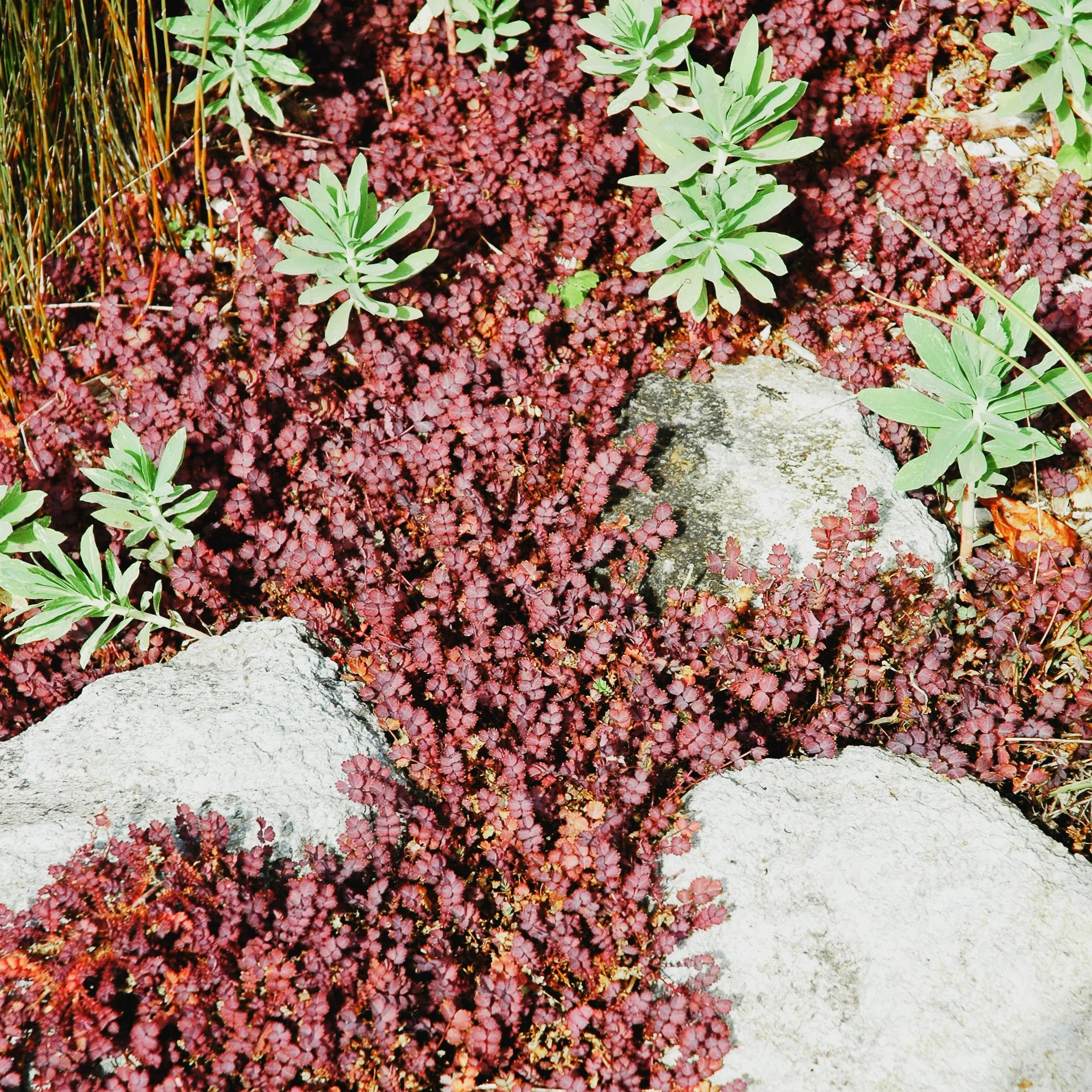 Coprosma 'Black Cloud' — Naturally Native New Zealand Plants (2013) Ltd