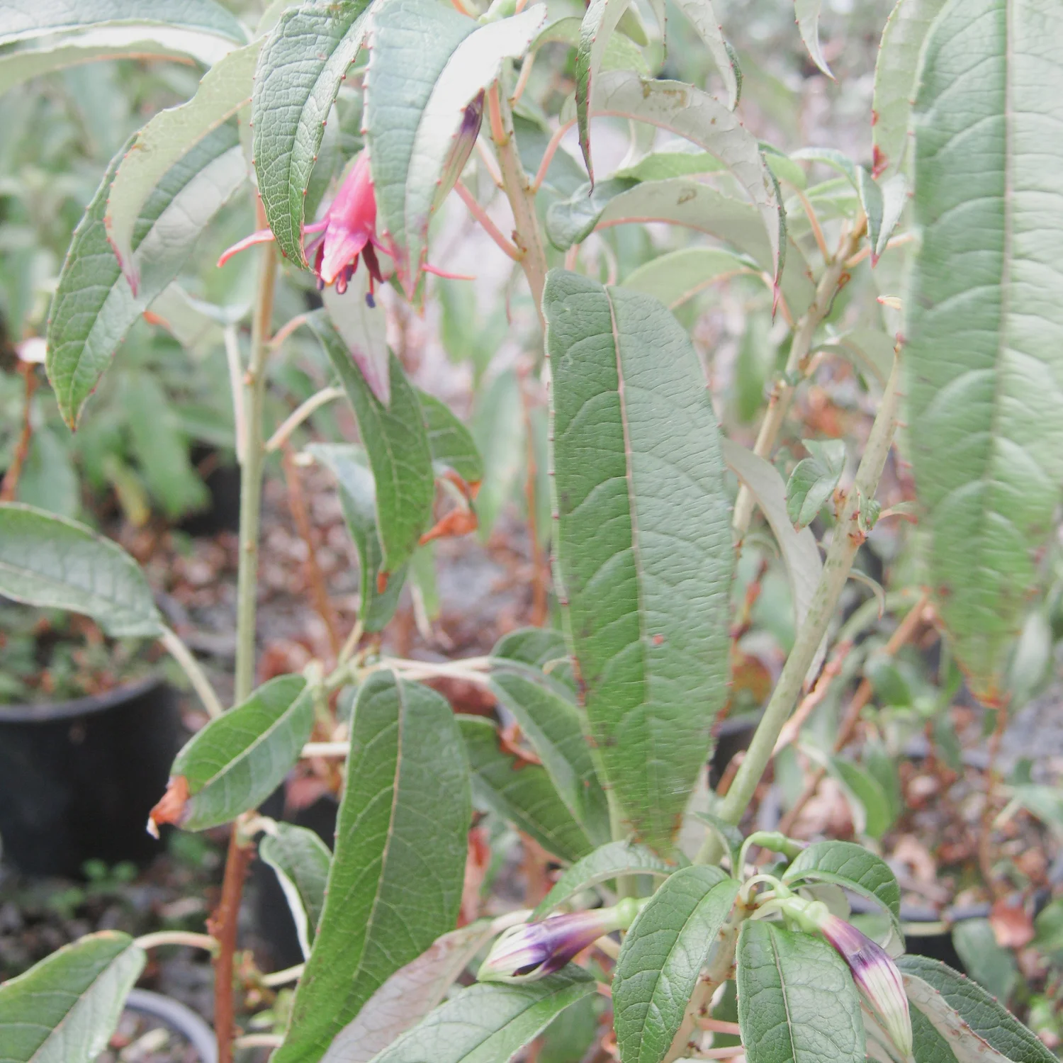 Melicytus ramiflorus (Mahoe) — Naturally Native New Zealand Plants ...