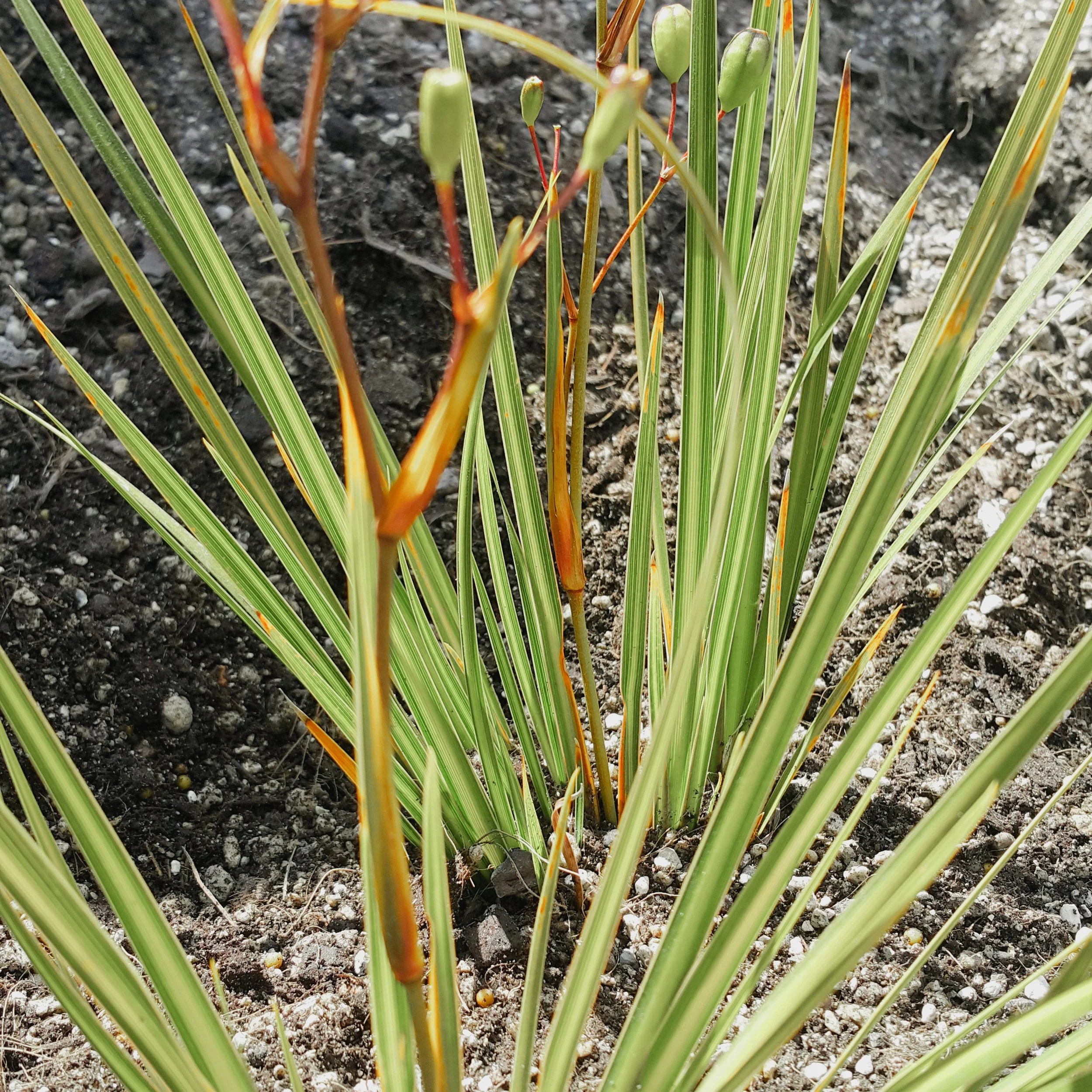 Chionochloa flavicans — Naturally Native New Zealand Plants (2013) Ltd