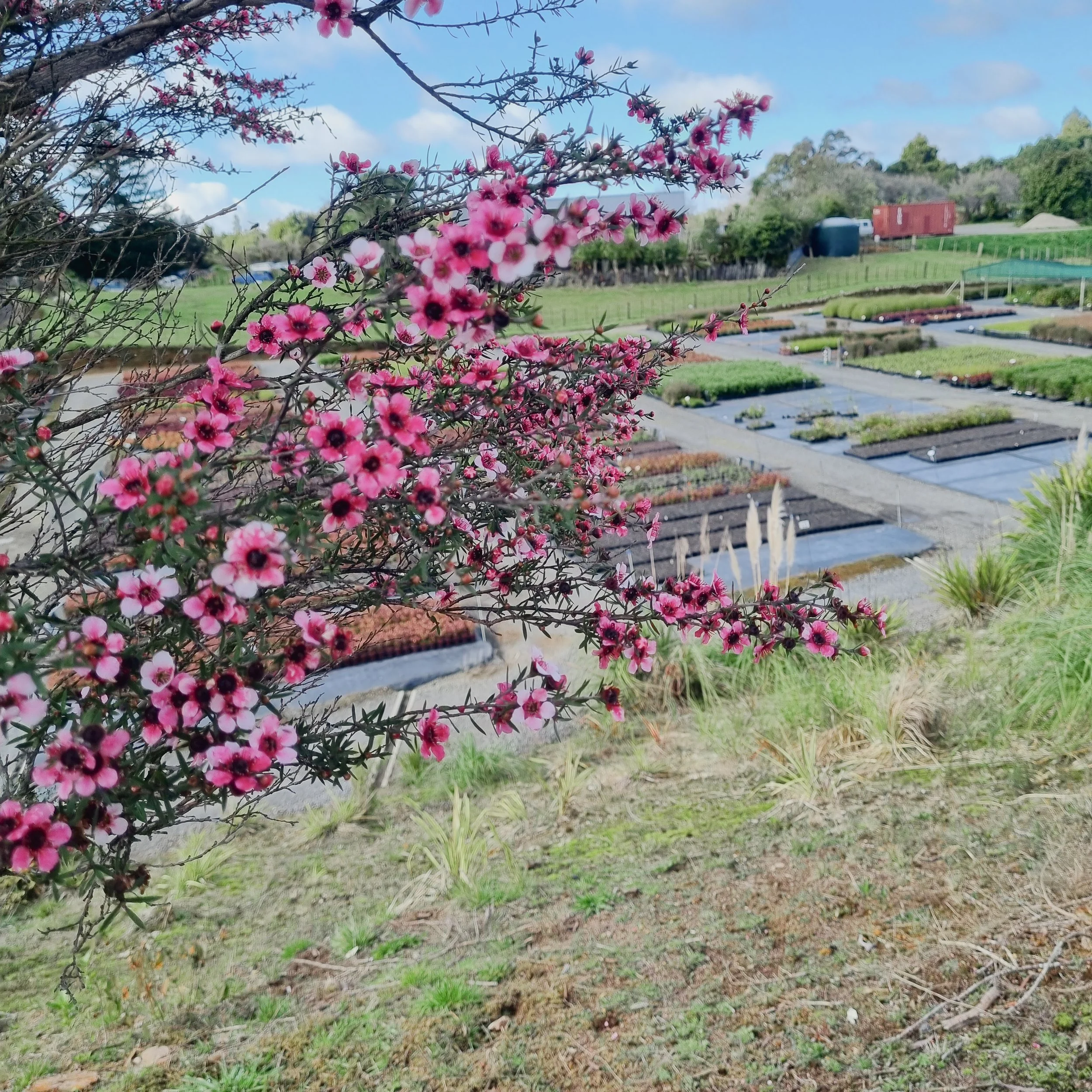 Contact — Naturally Native New Zealand Plants (2013) Ltd